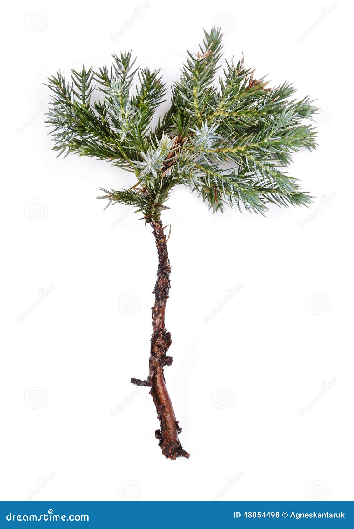 Juniperus Squamata (Flaky Juniper or Himalayan Juniper) Stock Photo ...