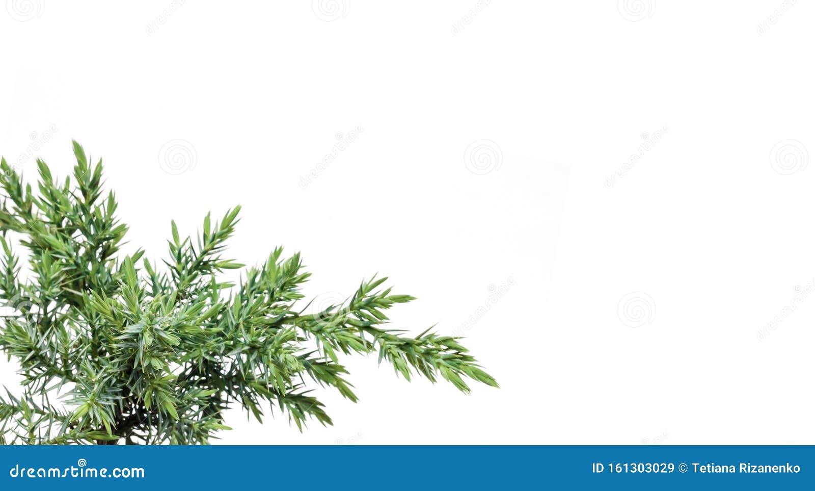 Juniperus Squamata Hunnetorp Flaky Juniper or Himalayan Juniper ...