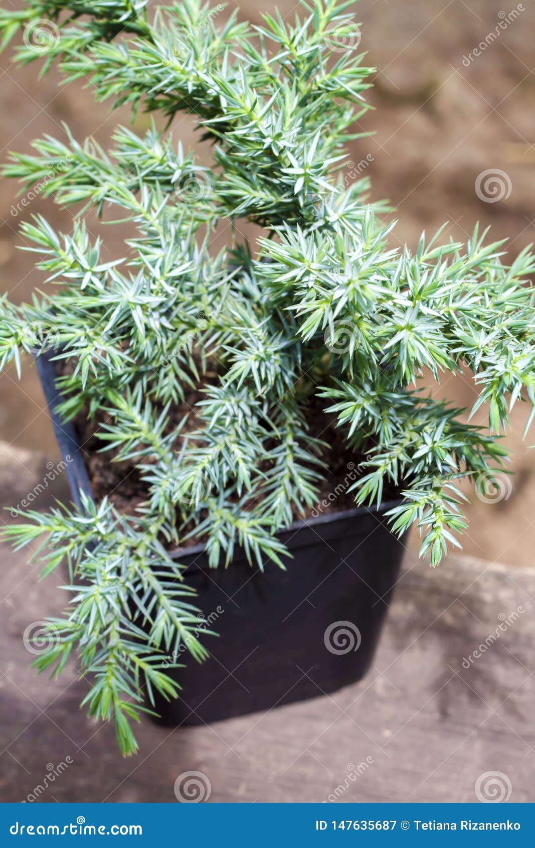 Juniperus Squamata Hunnetorp Flaky Juniper or Himalayan Juniper in Pot ...