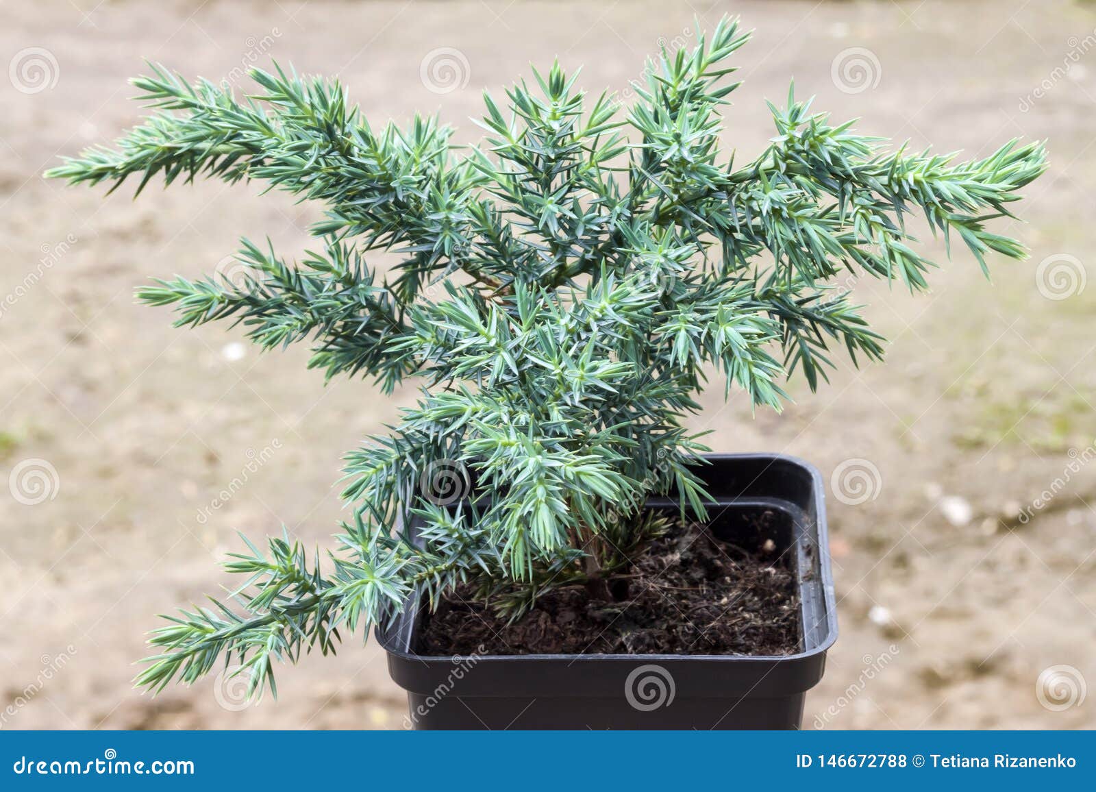 Juniperus Squamata Hunnetorp Flaky Juniper or Himalayan Juniper in Pot ...