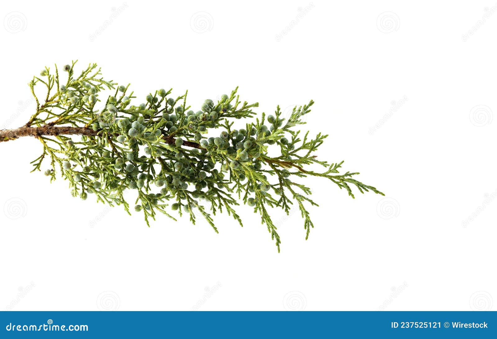 Juniperus thurifera plant stock image. Image of leaves - 237525121