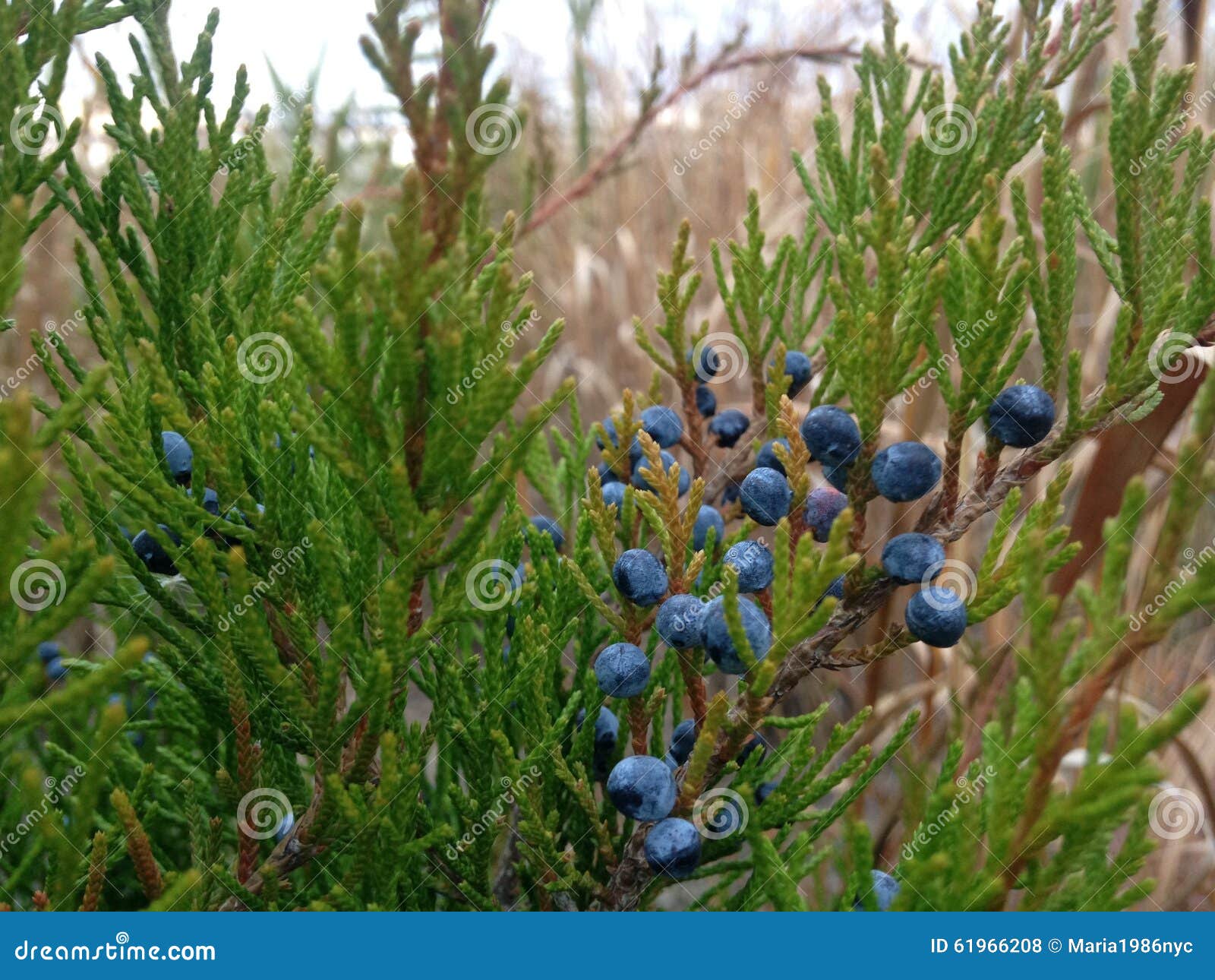 Juniperus Tree with Blue Cones in the Fall. Stock Photo - Image of ...