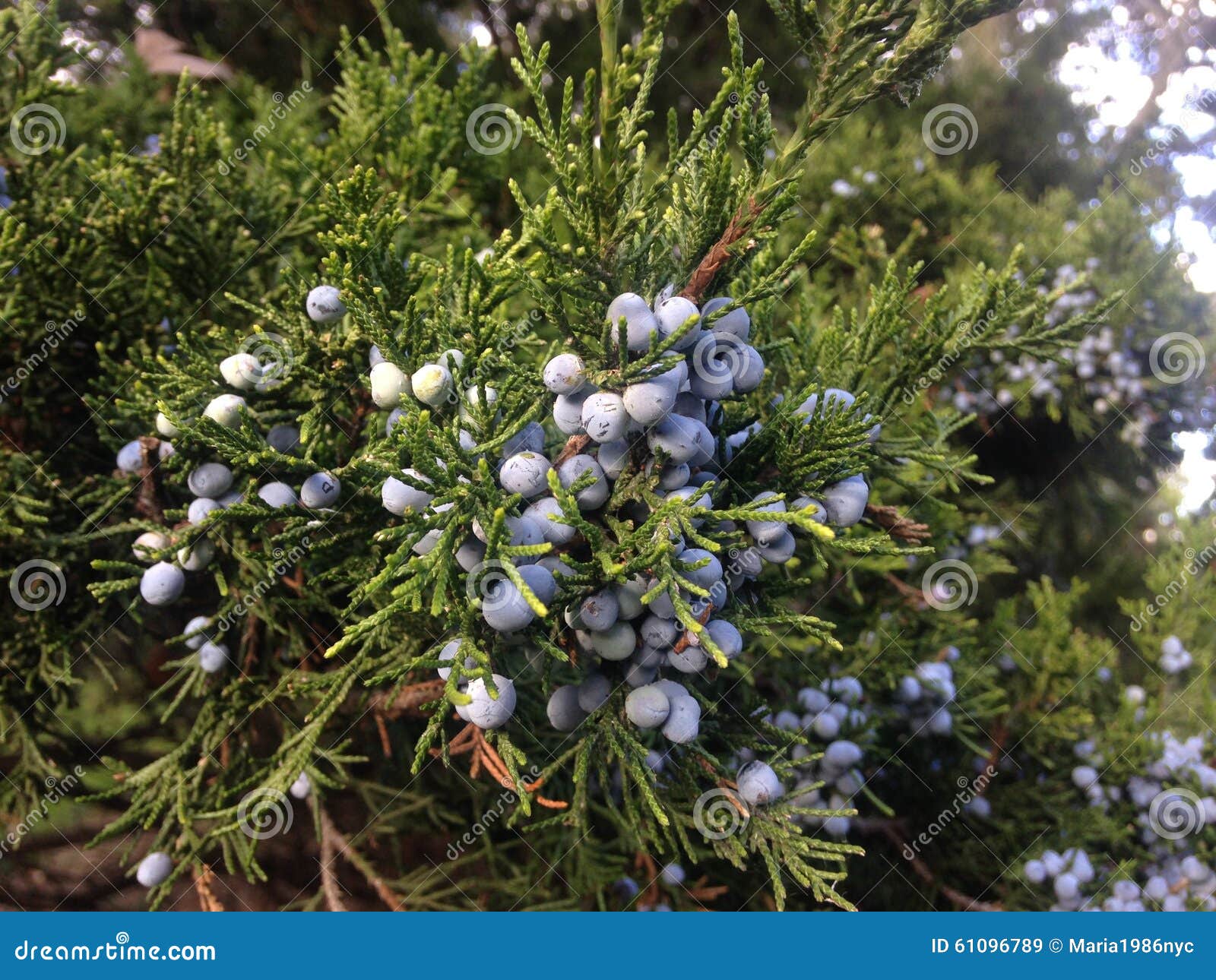 Juniperus Tree with Cones in the Fall in Central Park, Manhattan. Stock ...
