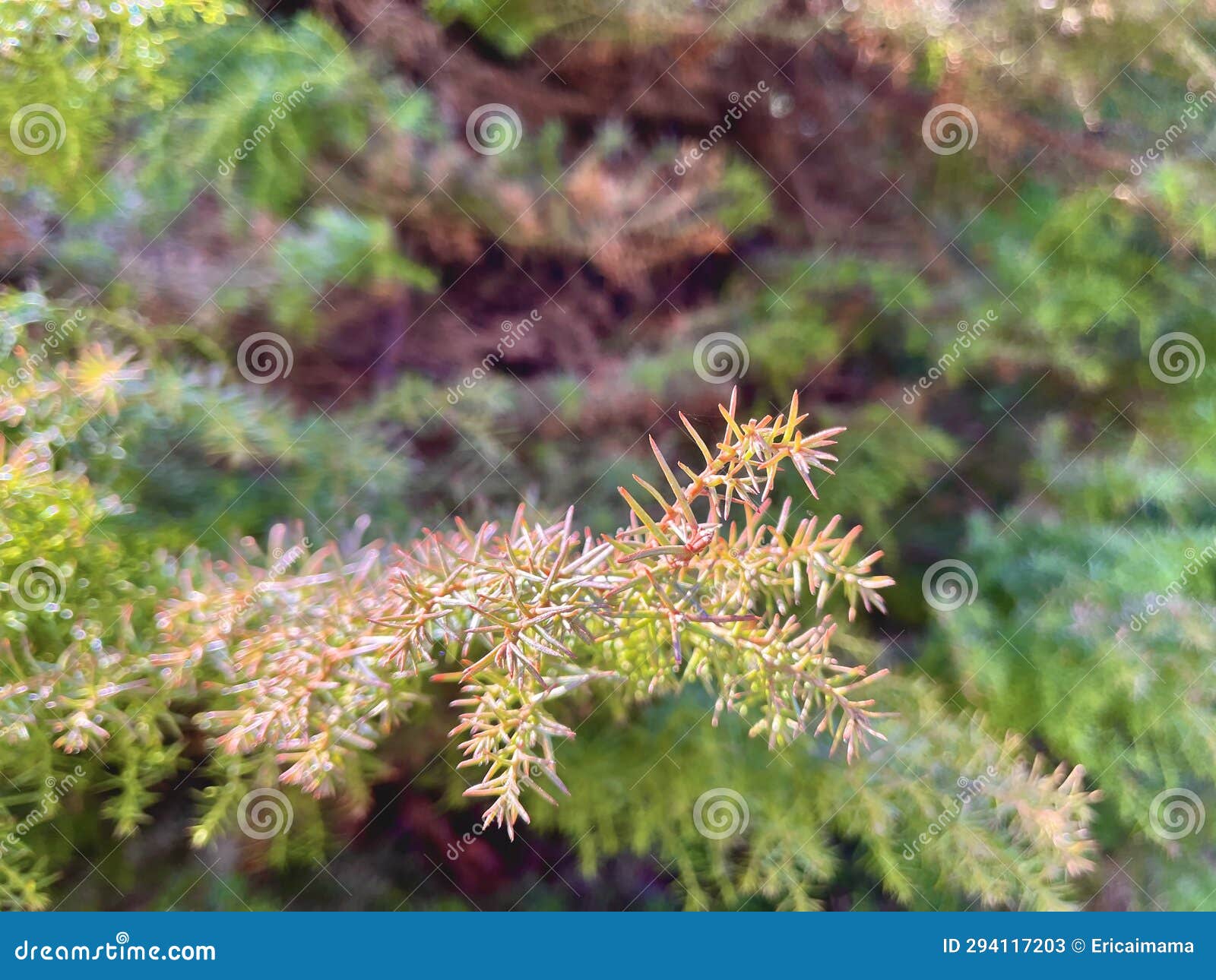 Juniper, Evergreen Trees in Garden Park. Stock Image - Image of leave ...