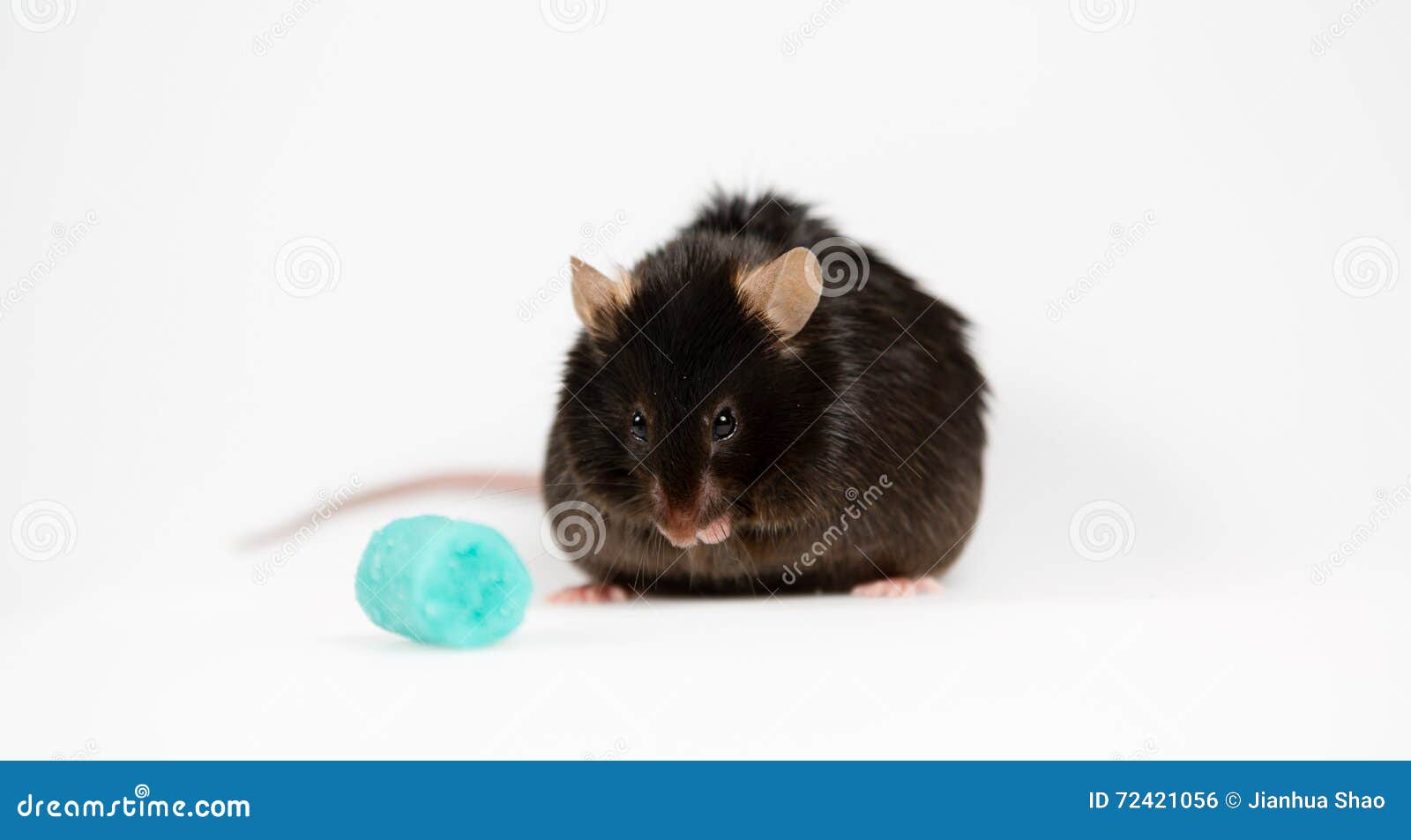 Junk food and obese mouse stock photo. Image of obesity - 72421056