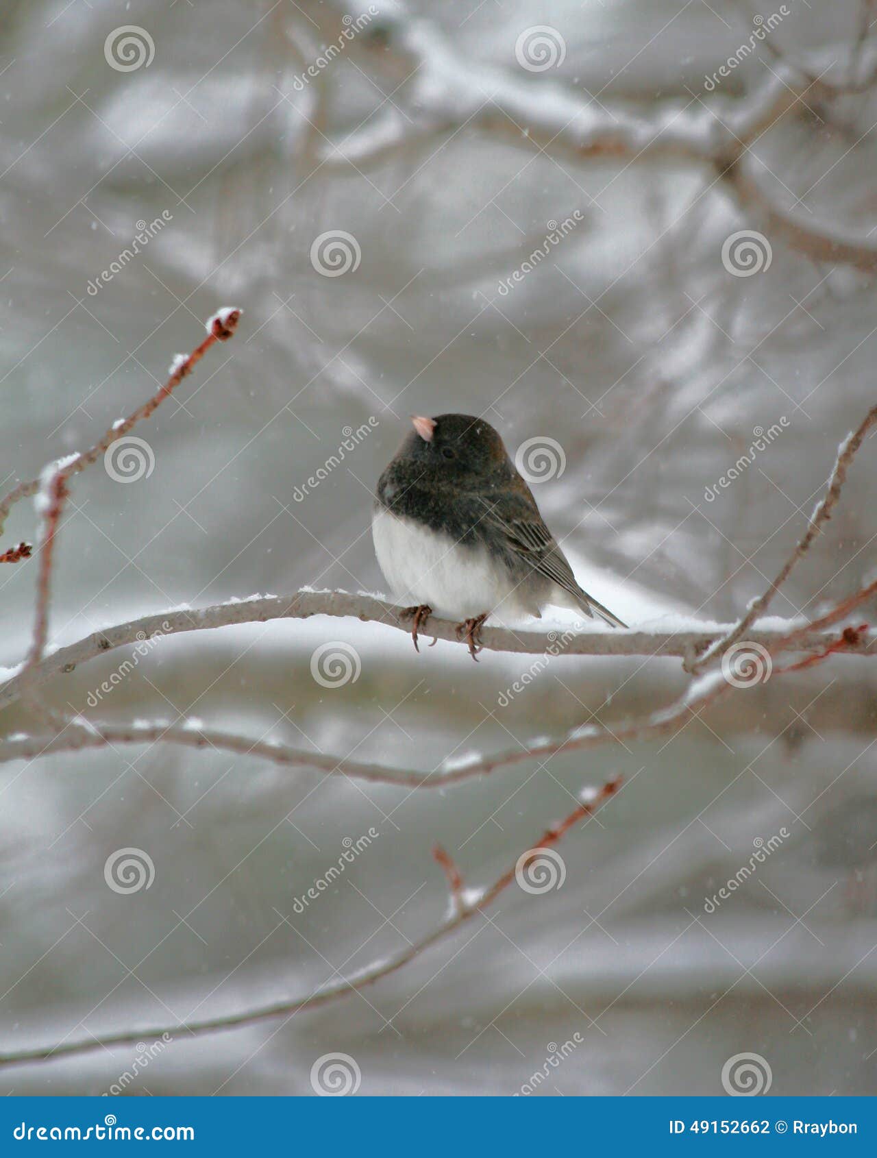 Junko stock photo. Image of black, snow, crisp, beautiful - 49152662