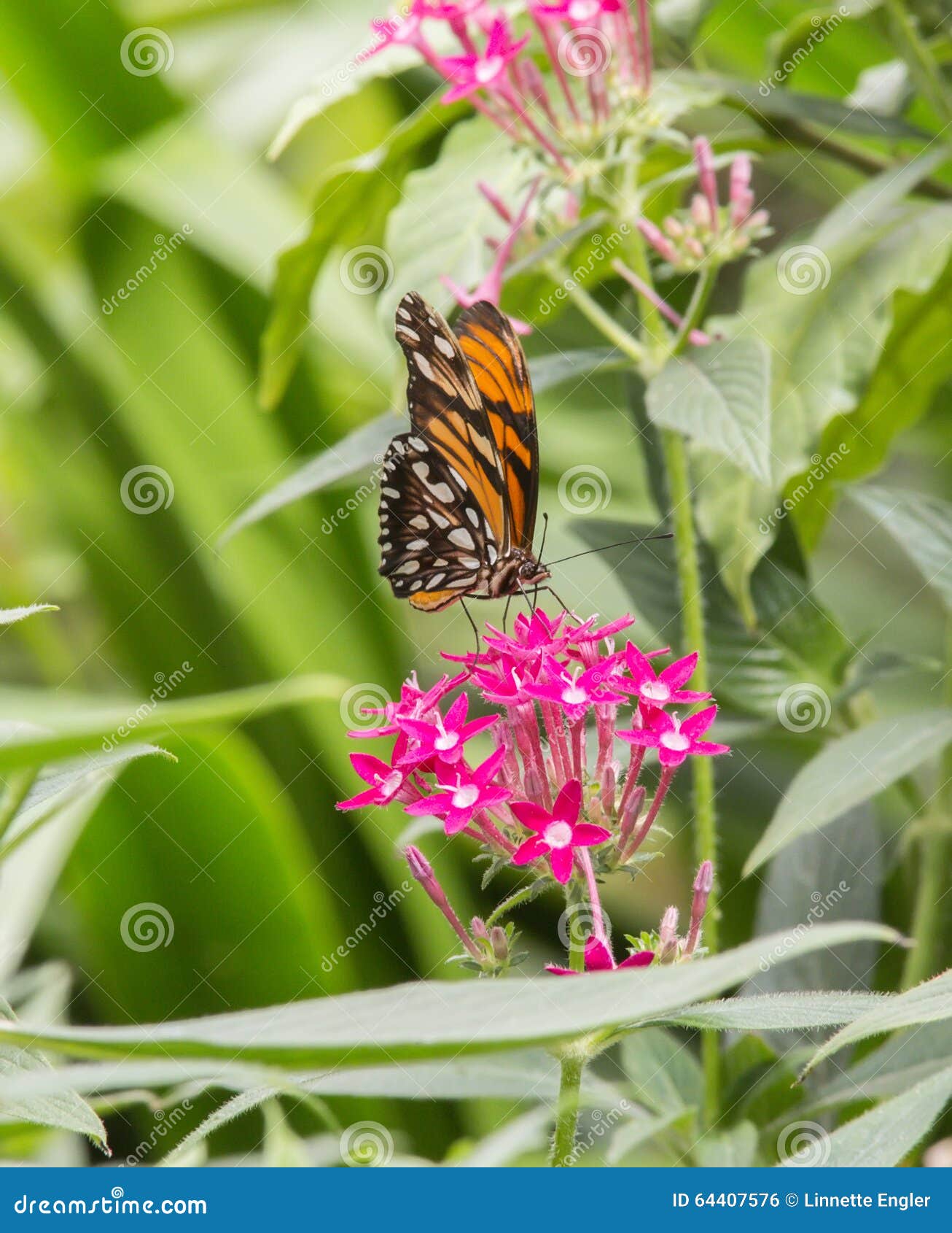 Juno Longwing Butterfly, Dione Juno Foto de archivo - Imagen de diona, tropical: 64407576