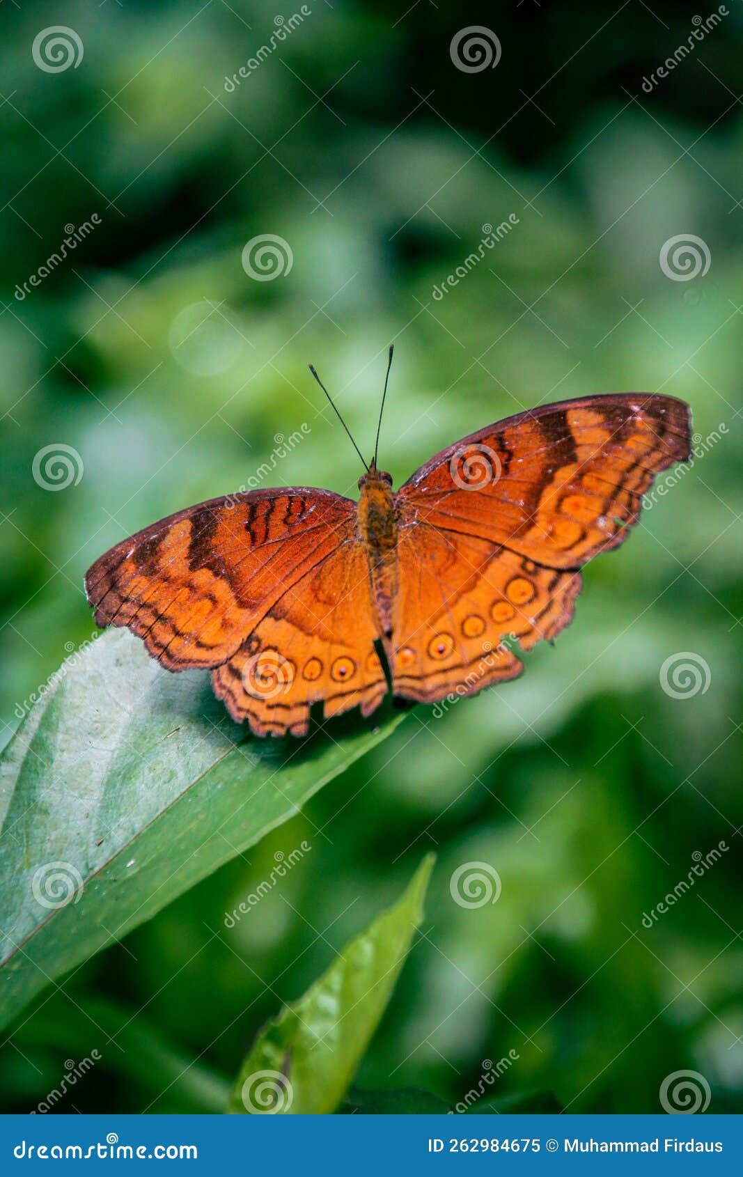 Junonia hedonia Butterfly stock image. Image of hedonia - 262984675