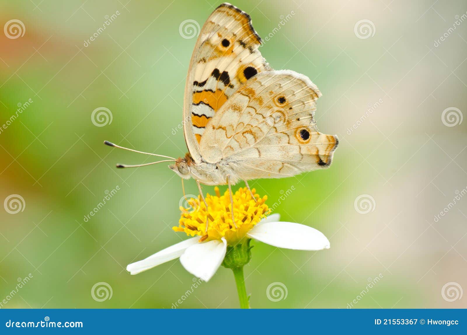 Junonia orithya butterfly stock image. Image of nectar - 21553367