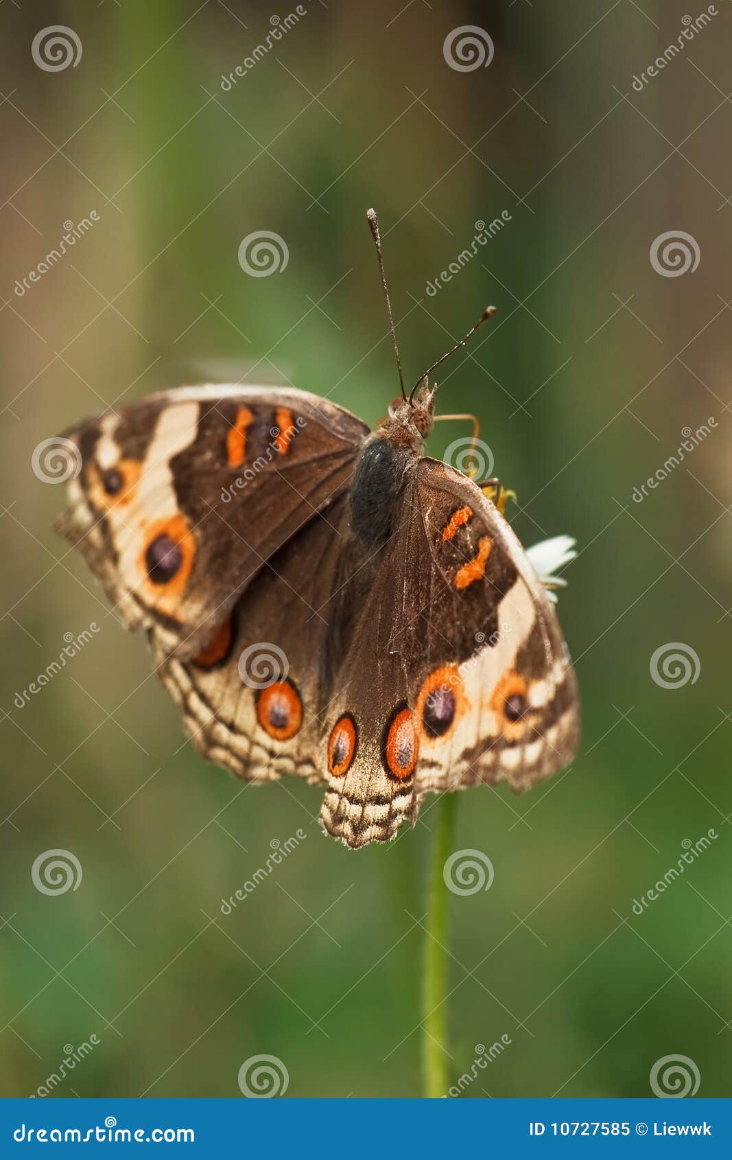 Junonia Orithya Wallacei (Blue Pansy) Female Stock Image - Image of ...