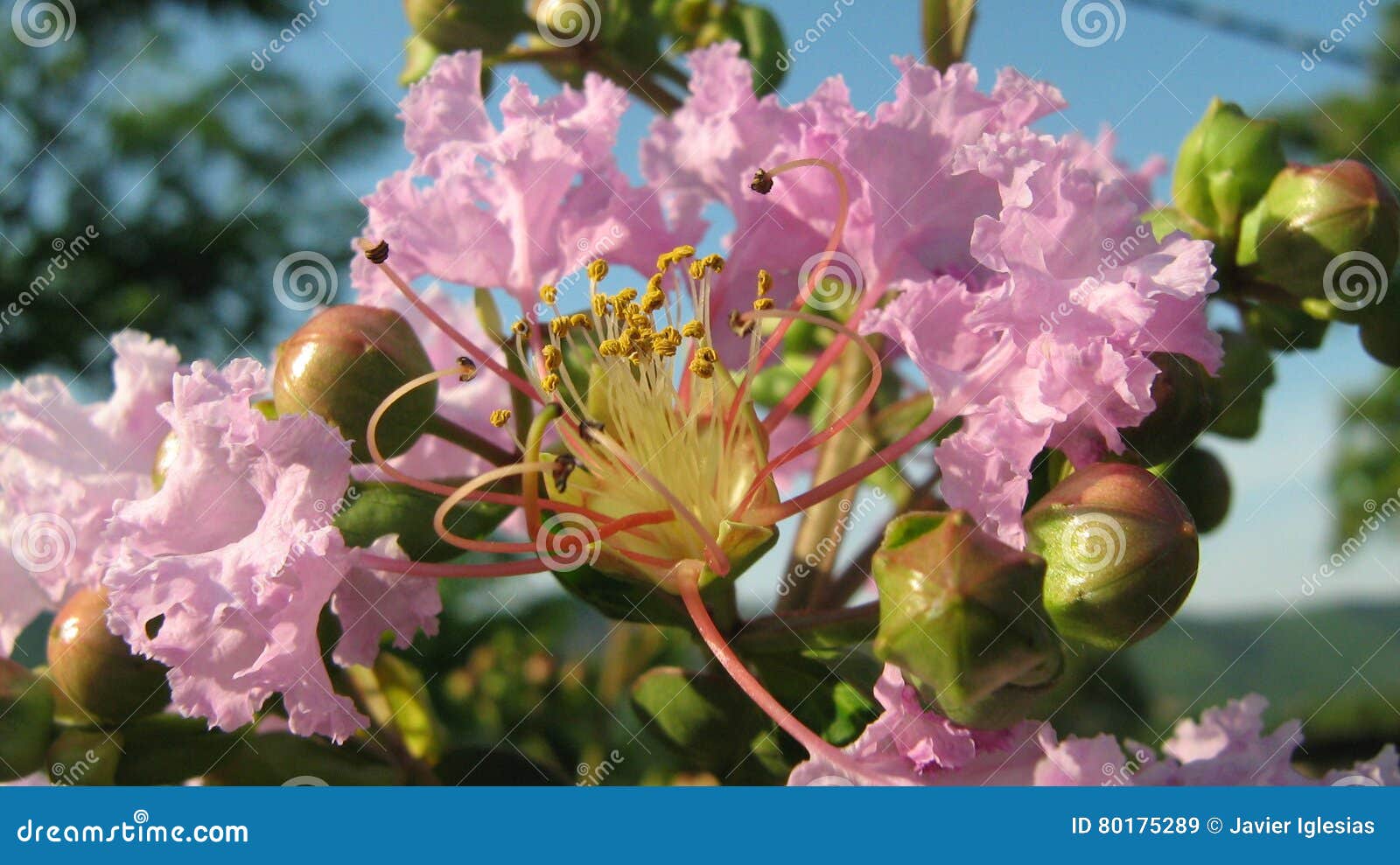 Jupiter Flower stock image. Image of pink, elsalvador - 80175289