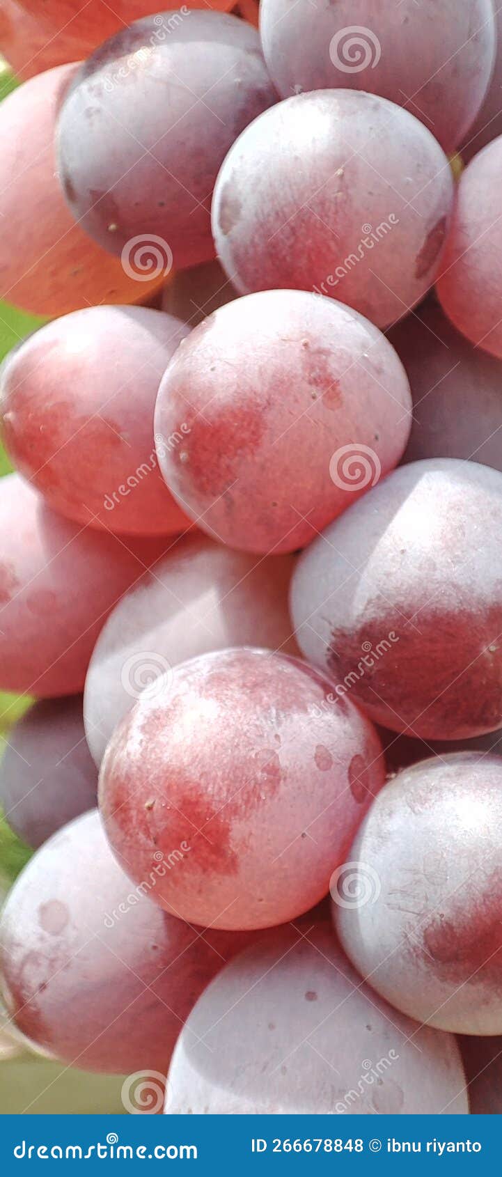 Jupiter grape stock photo. Image of jupiter, fruit, grape - 266678848