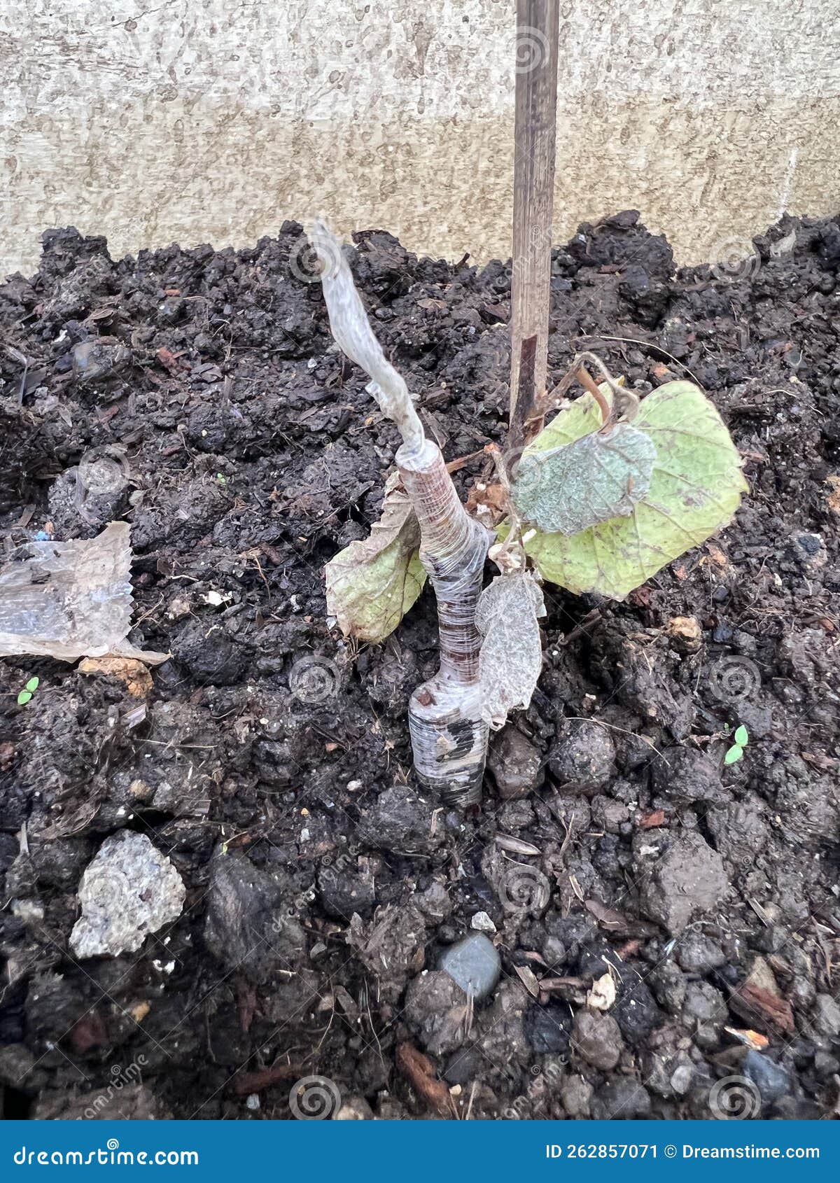 A Jupiter Vine Seed that Doesn& X27;t Grow and Withers Stock Image ...