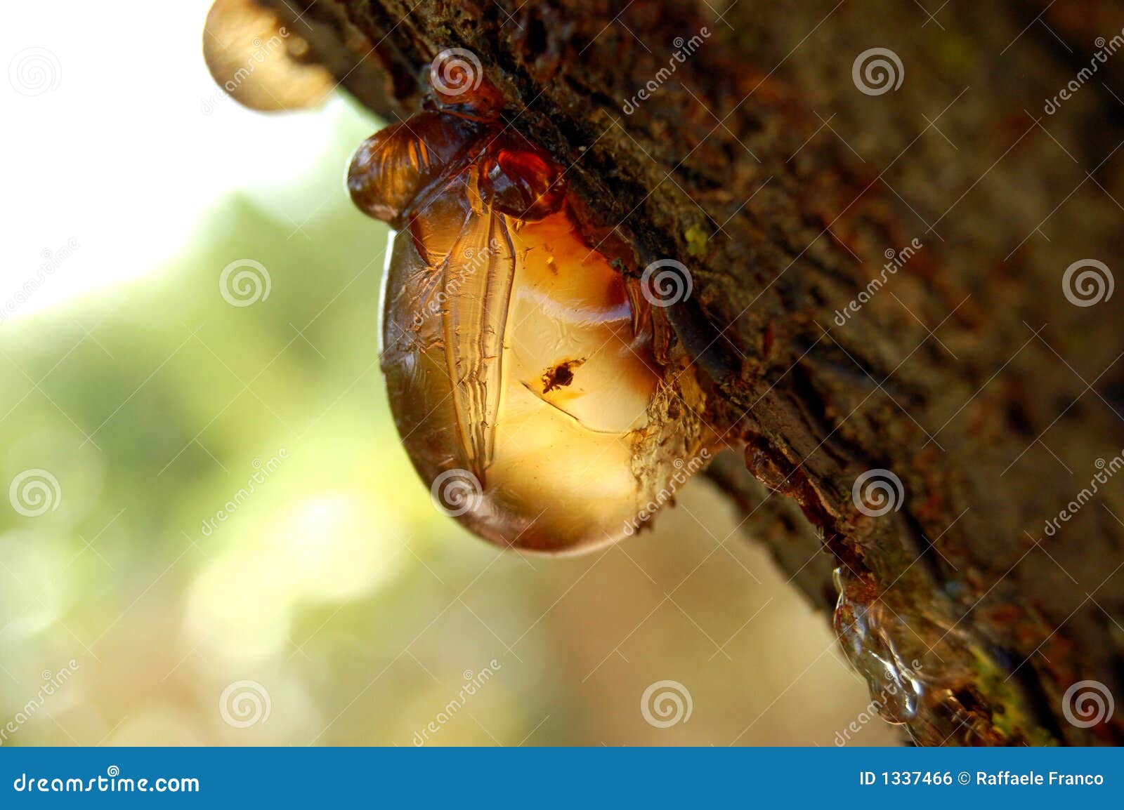 Jurassic Insects Stock Photos - Free & Royalty-Free Stock Photos from ...