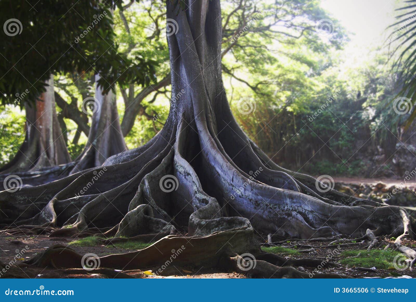 Jurassic Park Trees stock photo. Image of nature, plant - 3665506