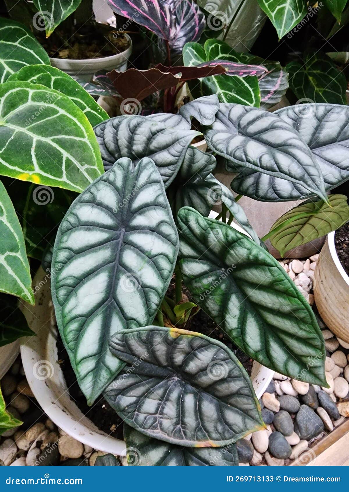 Jurassic plants stock image. Image of garden, leaf, herb - 269713133