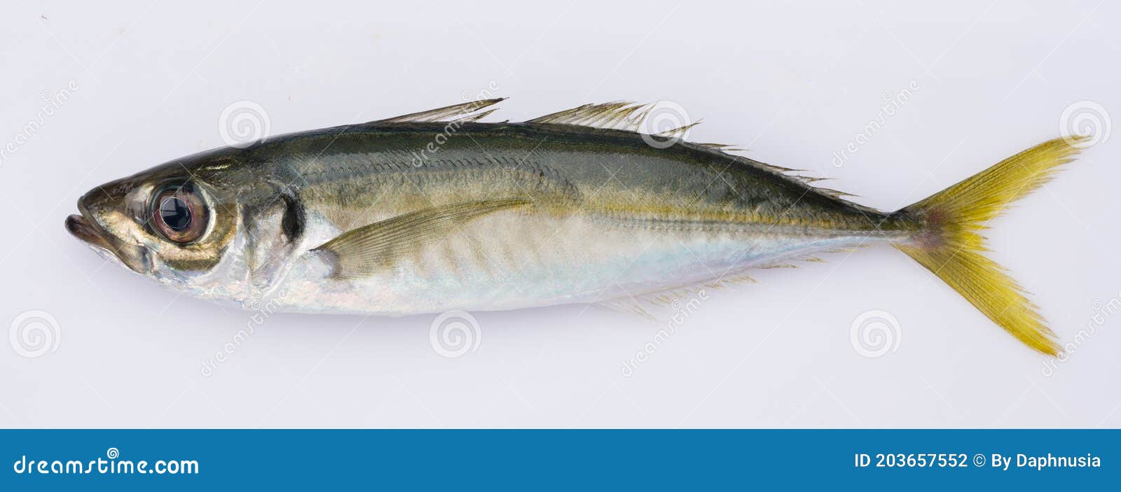 Jurel foto de archivo. Imagen de omega, fondo, placa - 203657552