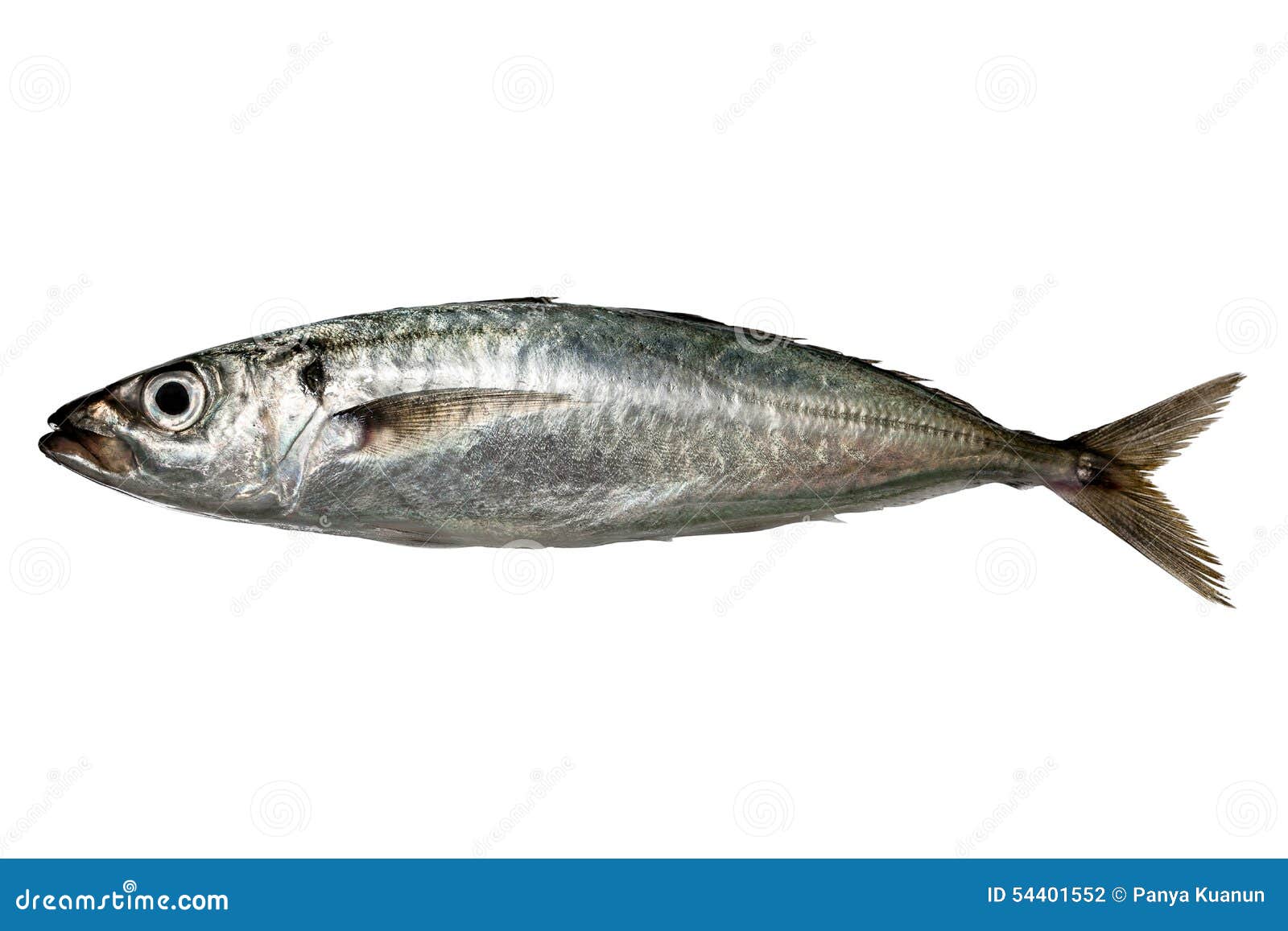 Jureles Aislados En El Fondo Blanco Foto de archivo - Imagen de salino ...