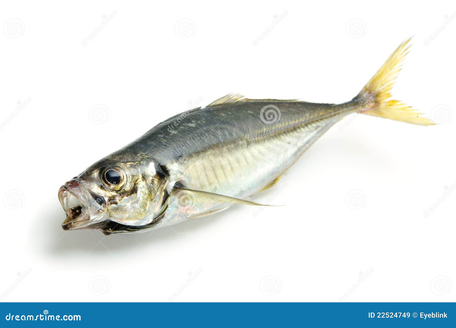 Jureles frescos imagen de archivo. Imagen de vida, coma - 22524749