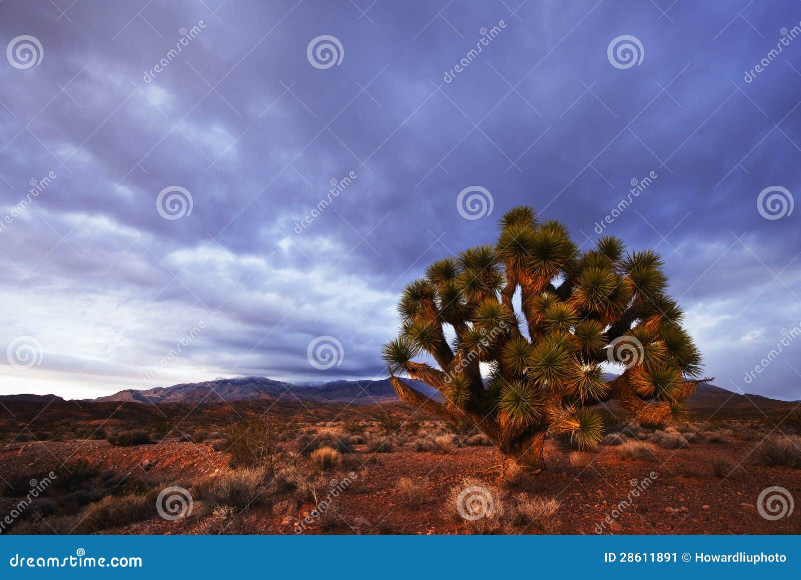 Jushua Tree and Desert Sunset Near Whitney Pocket, Nevada, USA Stock ...