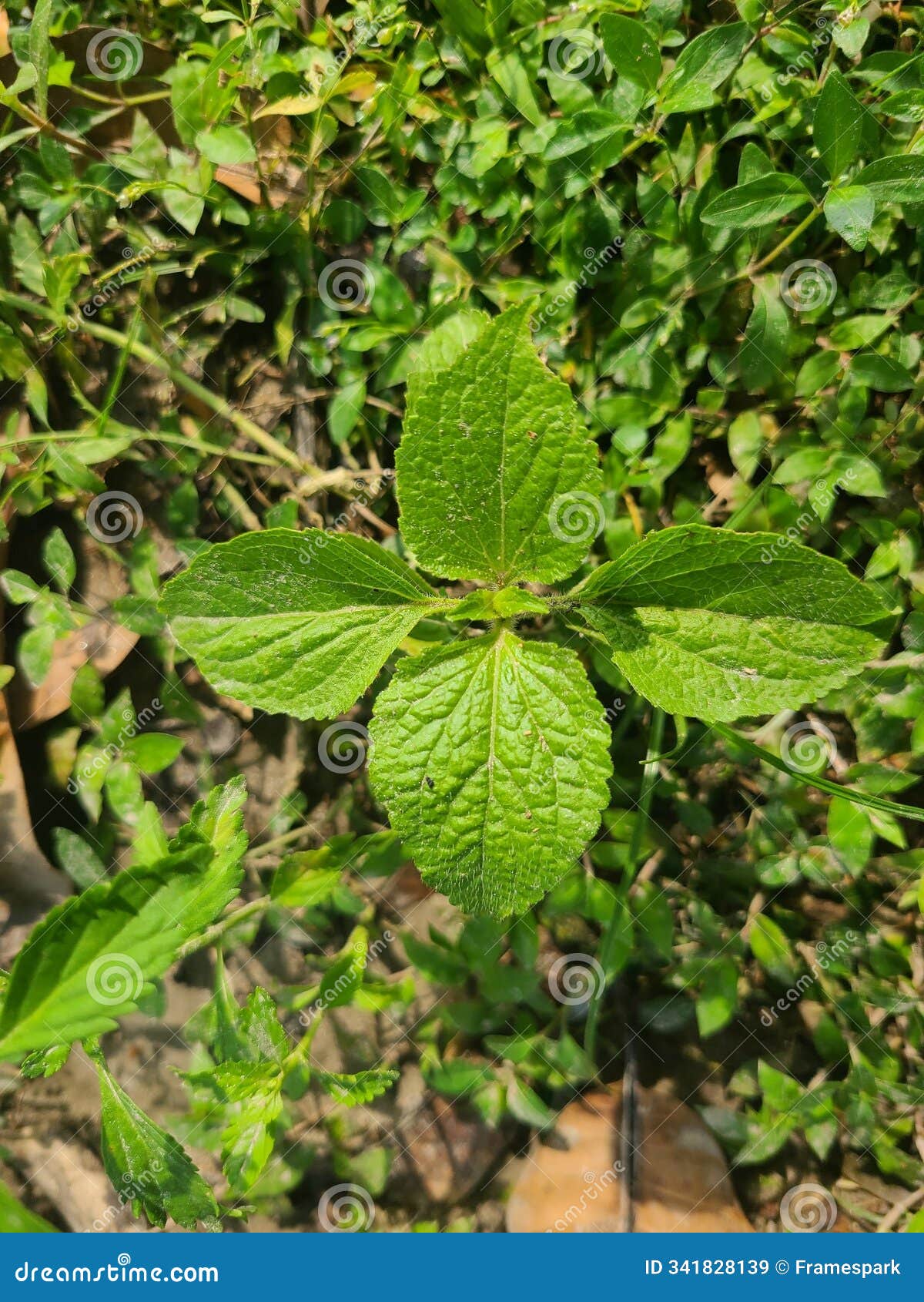 Just a Baby Tree with Small Leaf Stock Image - Image of tree, baby ...