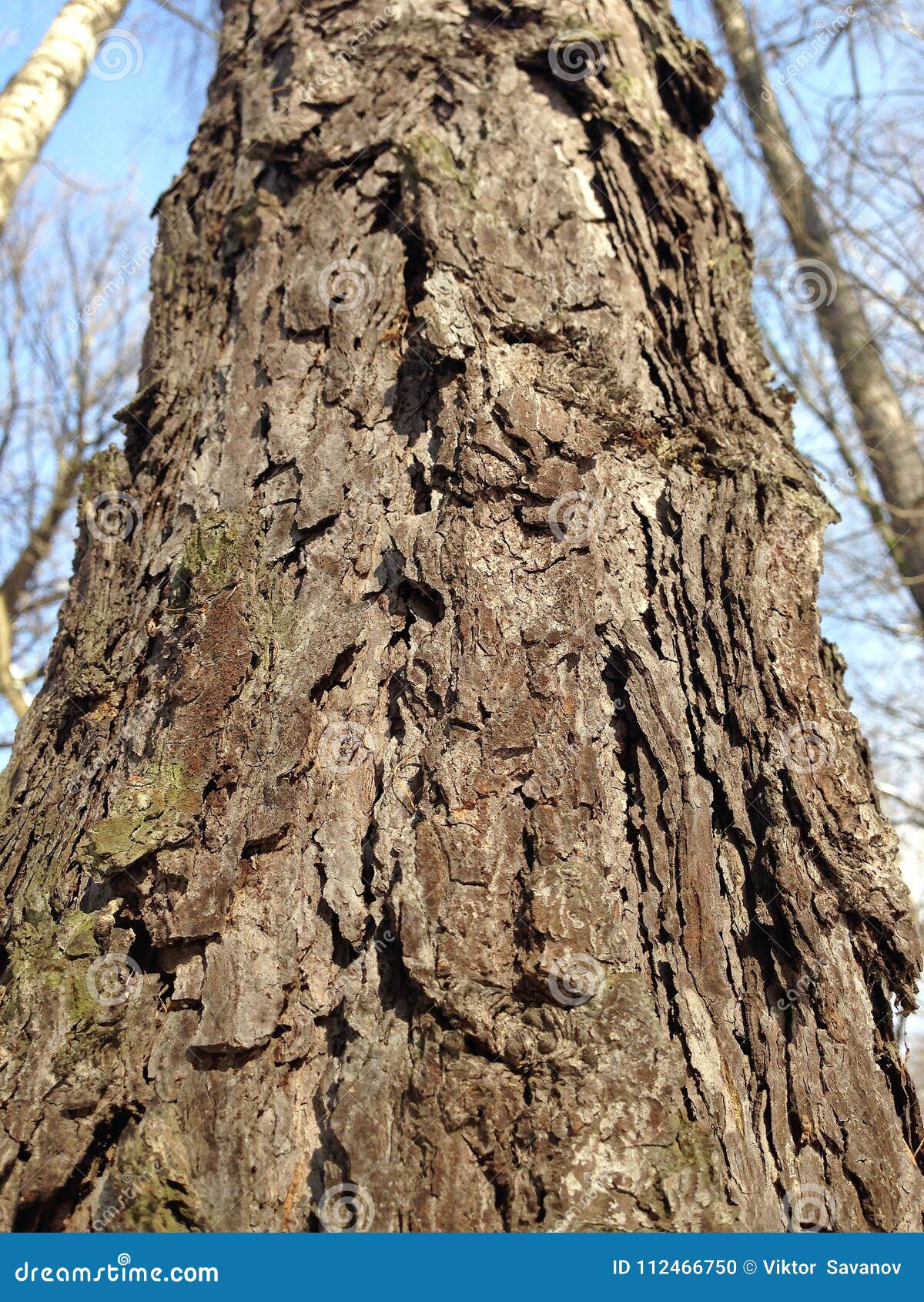 Just Bark on a Tree. Beautiful Structural Surface of the Bark on ...