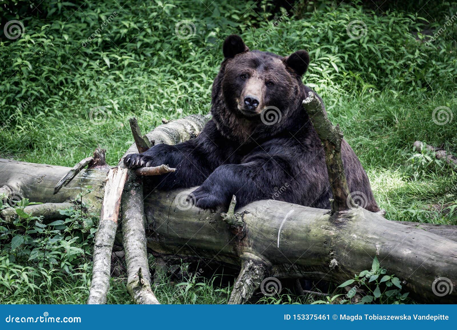 Just a bear stock image. Image of predator, mammal, forest - 153375461