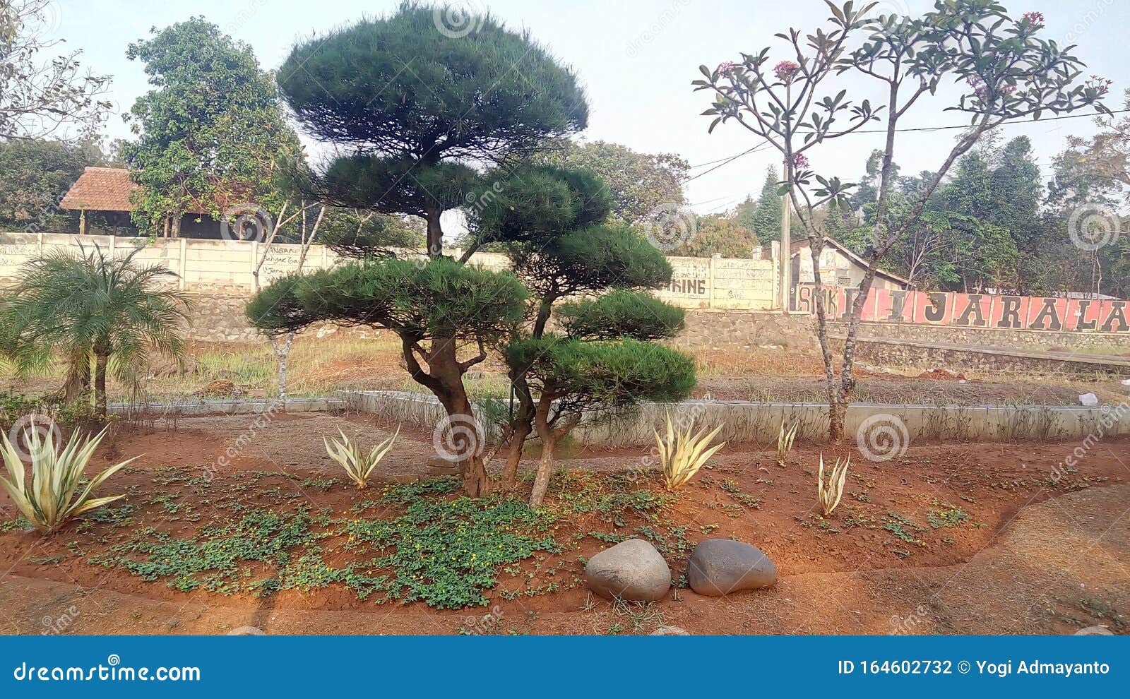 Beautiful Bonsai Olive Trees Olea Europaea On White Fasade Stadium ...
