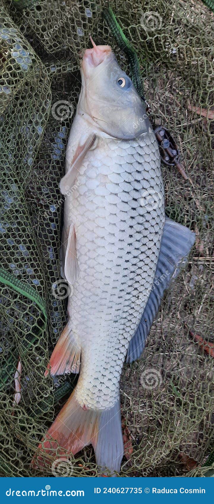 Just a beautiful carp fish stock image. Image of animal - 240627735