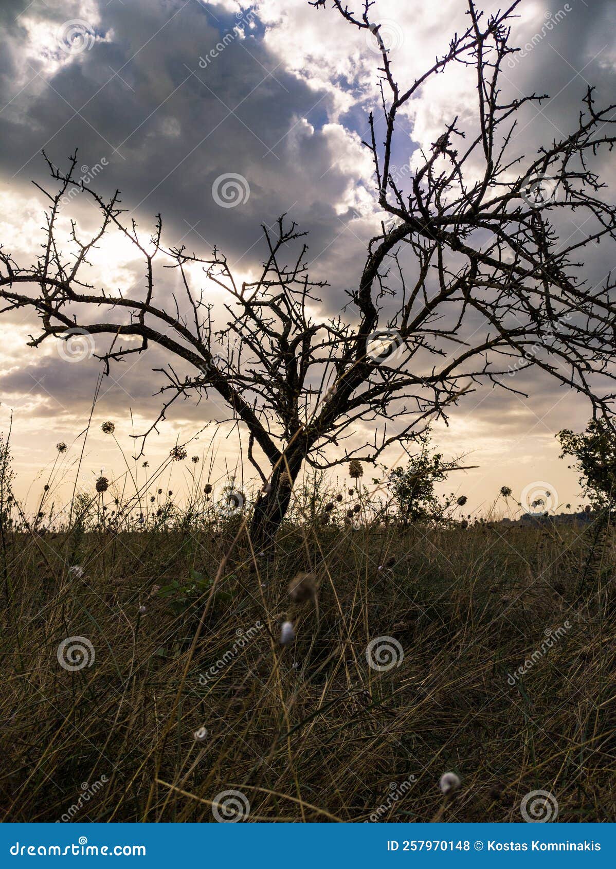 Just a Beautiful No Leaf Tree Stock Photo - Image of evening, sunlight ...
