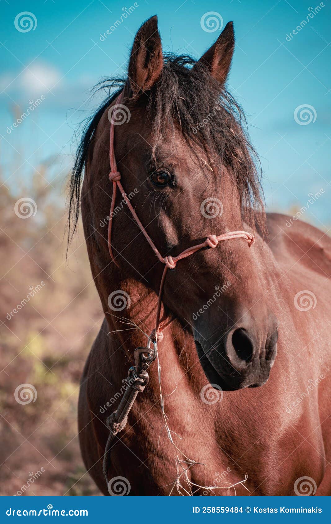 Stuning horse stock photo. Image of super, equestrianism - 258559484