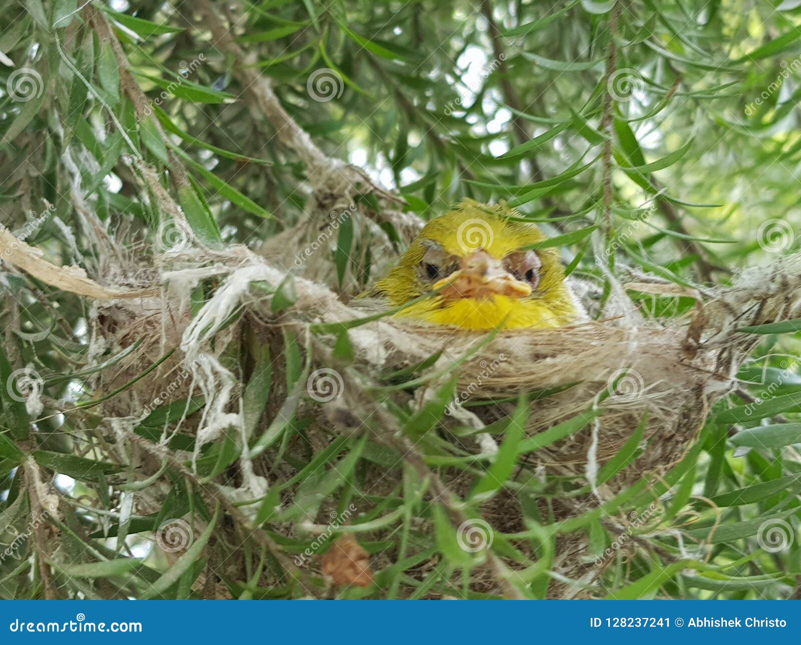 Bird stock image. Image of nofilter, staring, bird - 128237241