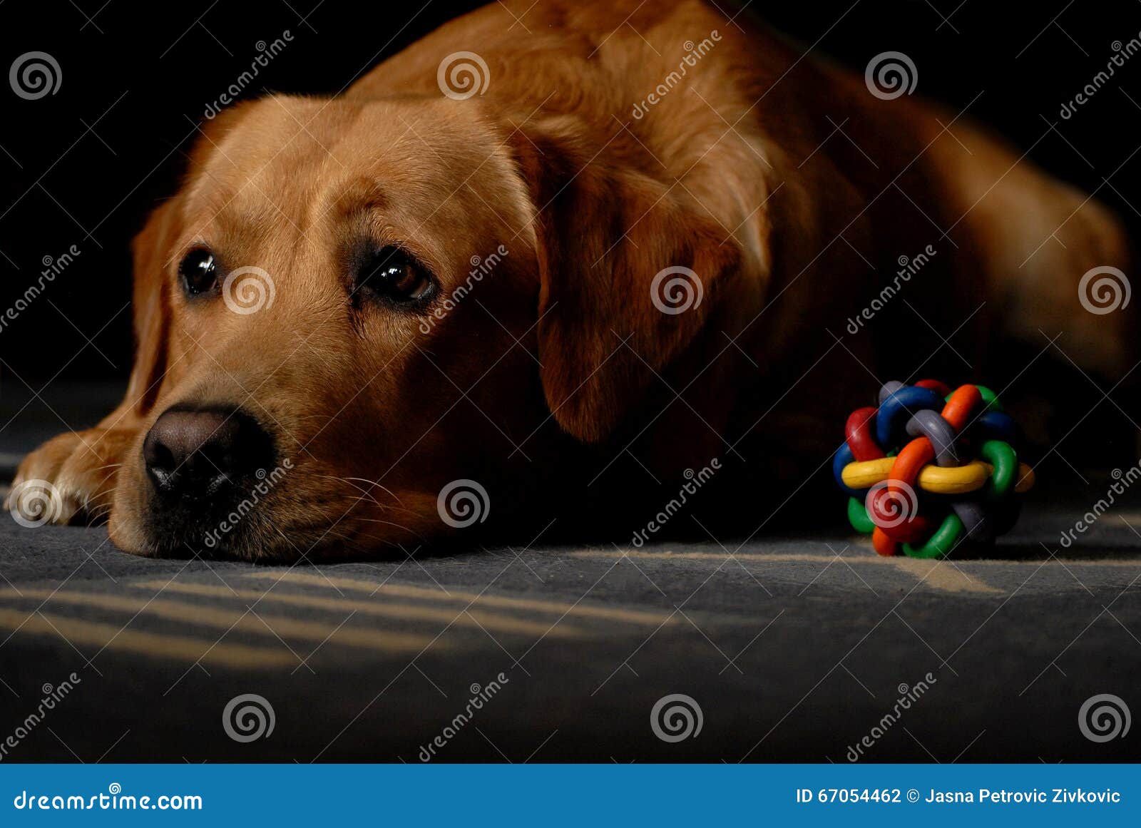 Just bored stock photo. Image of animal, depression, loyalty - 67054462
