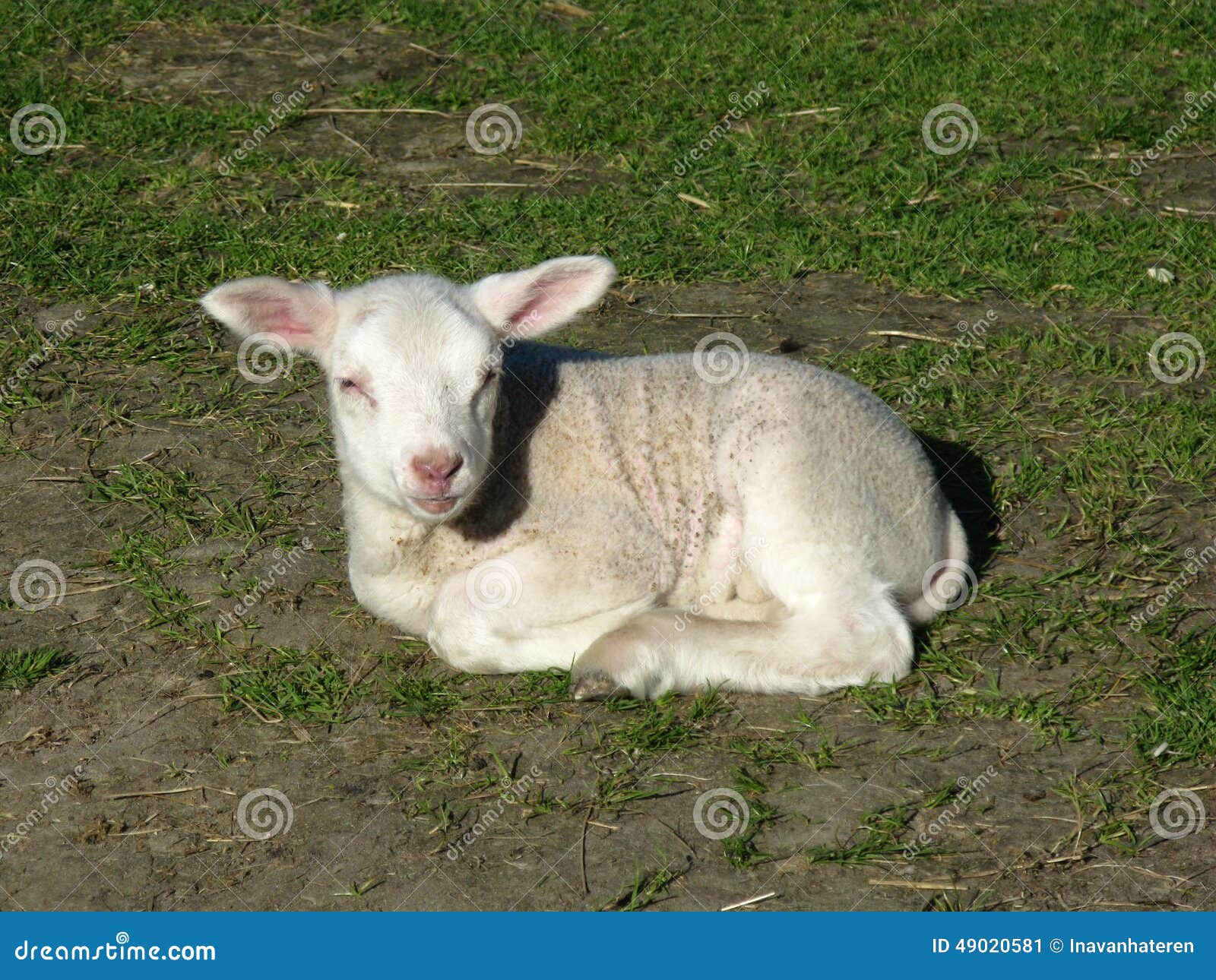 A just born baby sheep stock image. Image of grass, meadow - 49020581