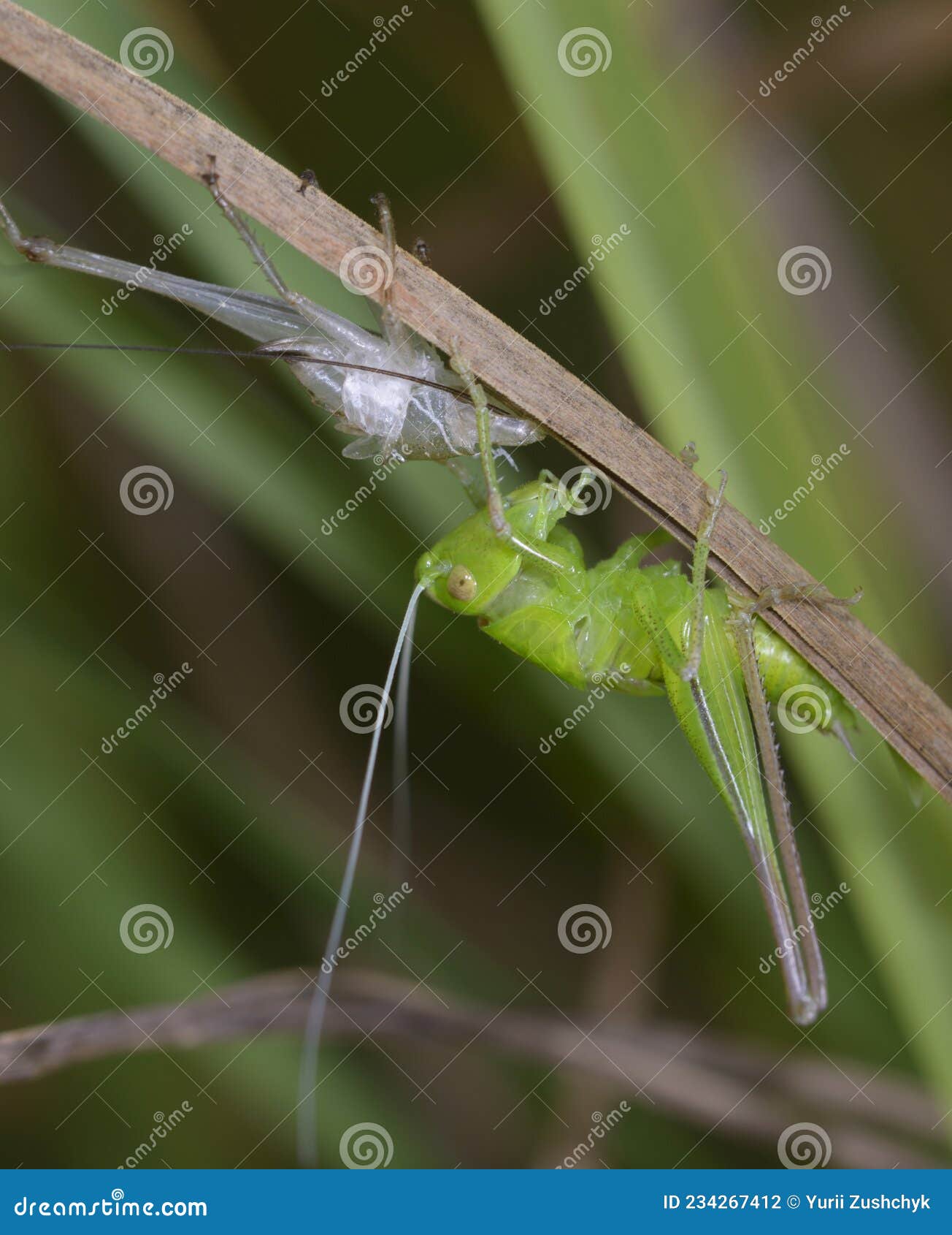 Just Born Grasshopper Hatching from Its Chrysalis, on a Plant Stem ...