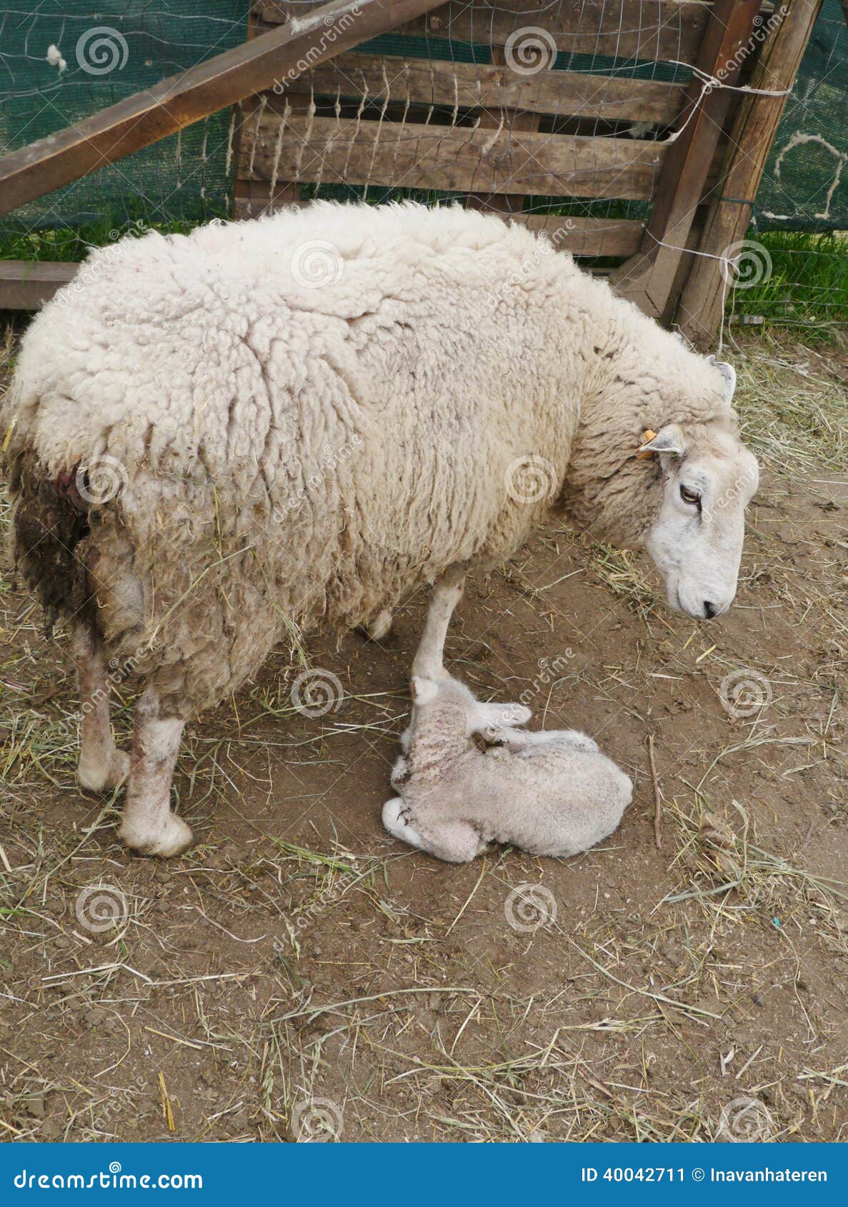 A just born lamb in spring stock image. Image of lovable - 40042711