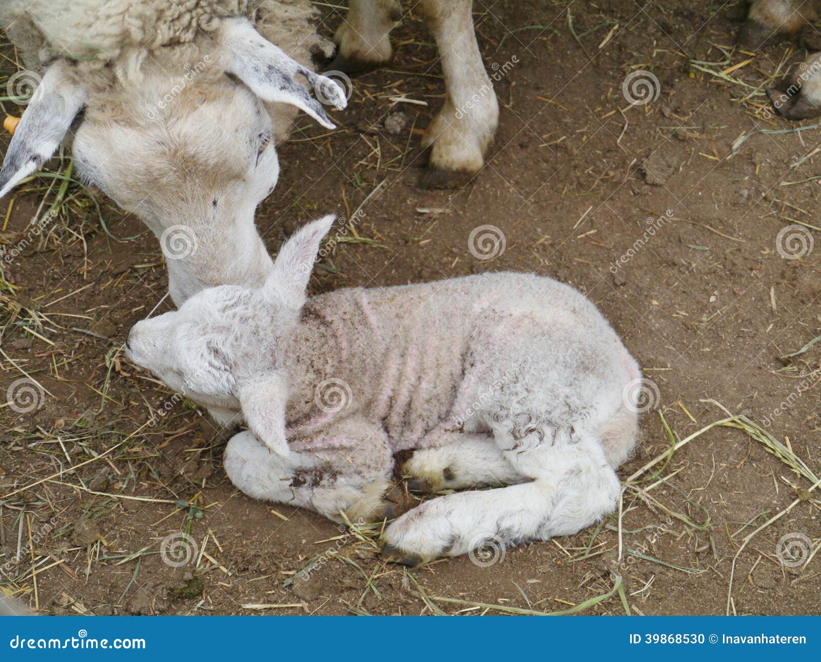 A Just Born Lamb during Springtime Stock Photo - Image of agriculture ...