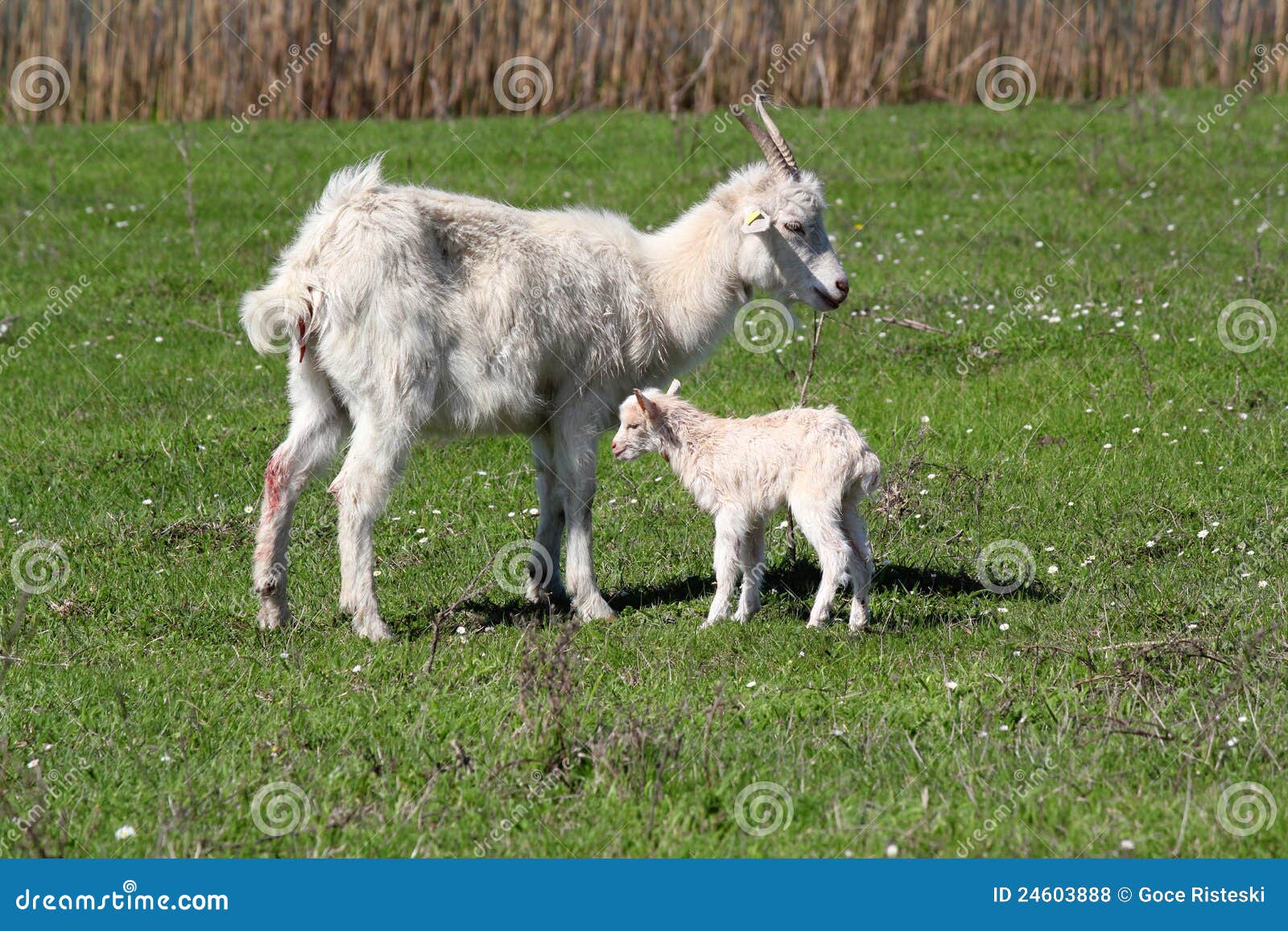 Just born little goat stock photo. Image of farm, goat - 24603888