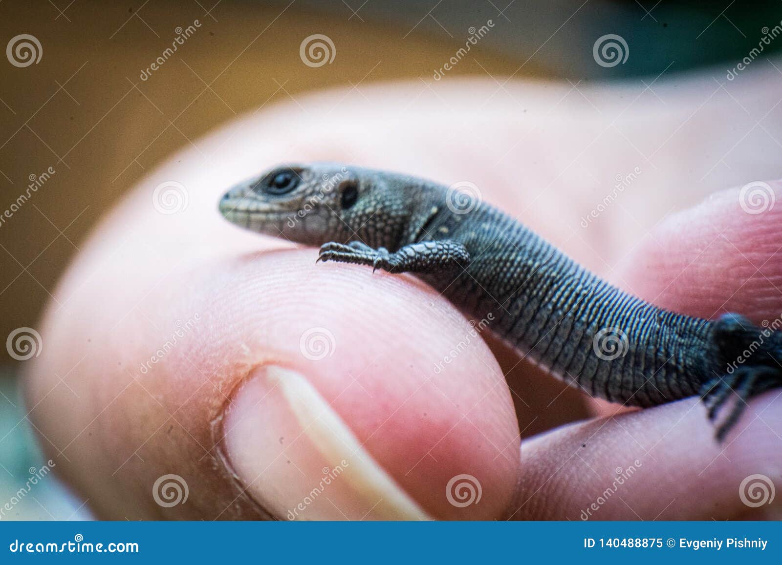 Just Born Lizard on Hand. Finger Stock Image - Image of exotic, green ...