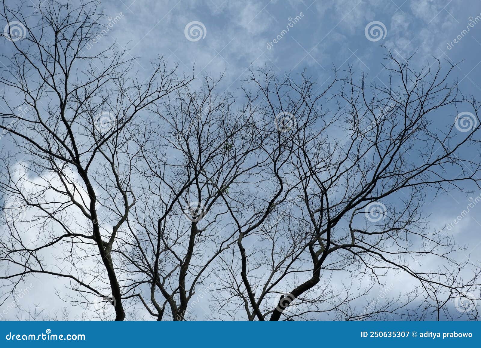Tree without leaves stock image. Image of leaves, morning - 250635307