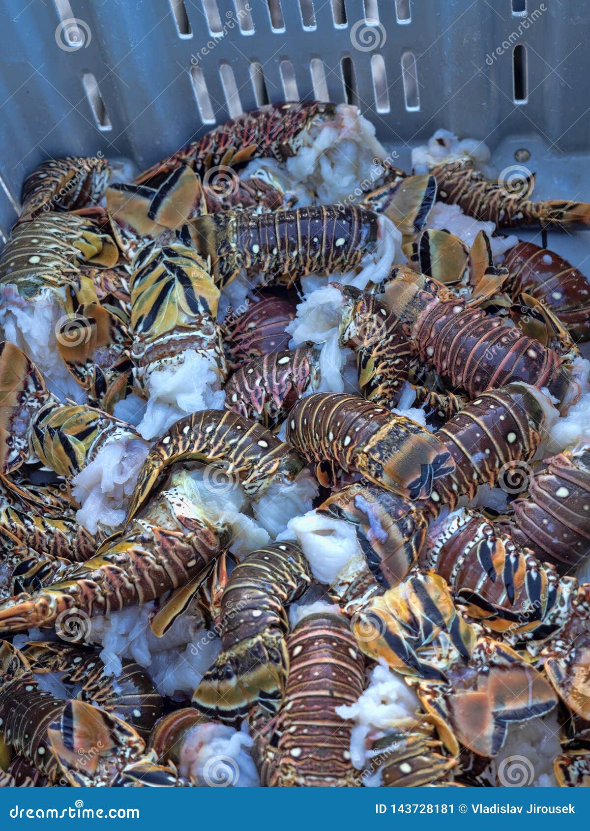 Just Caught Crawfish from the Caribbean Sea, Belize Stock Image - Image ...