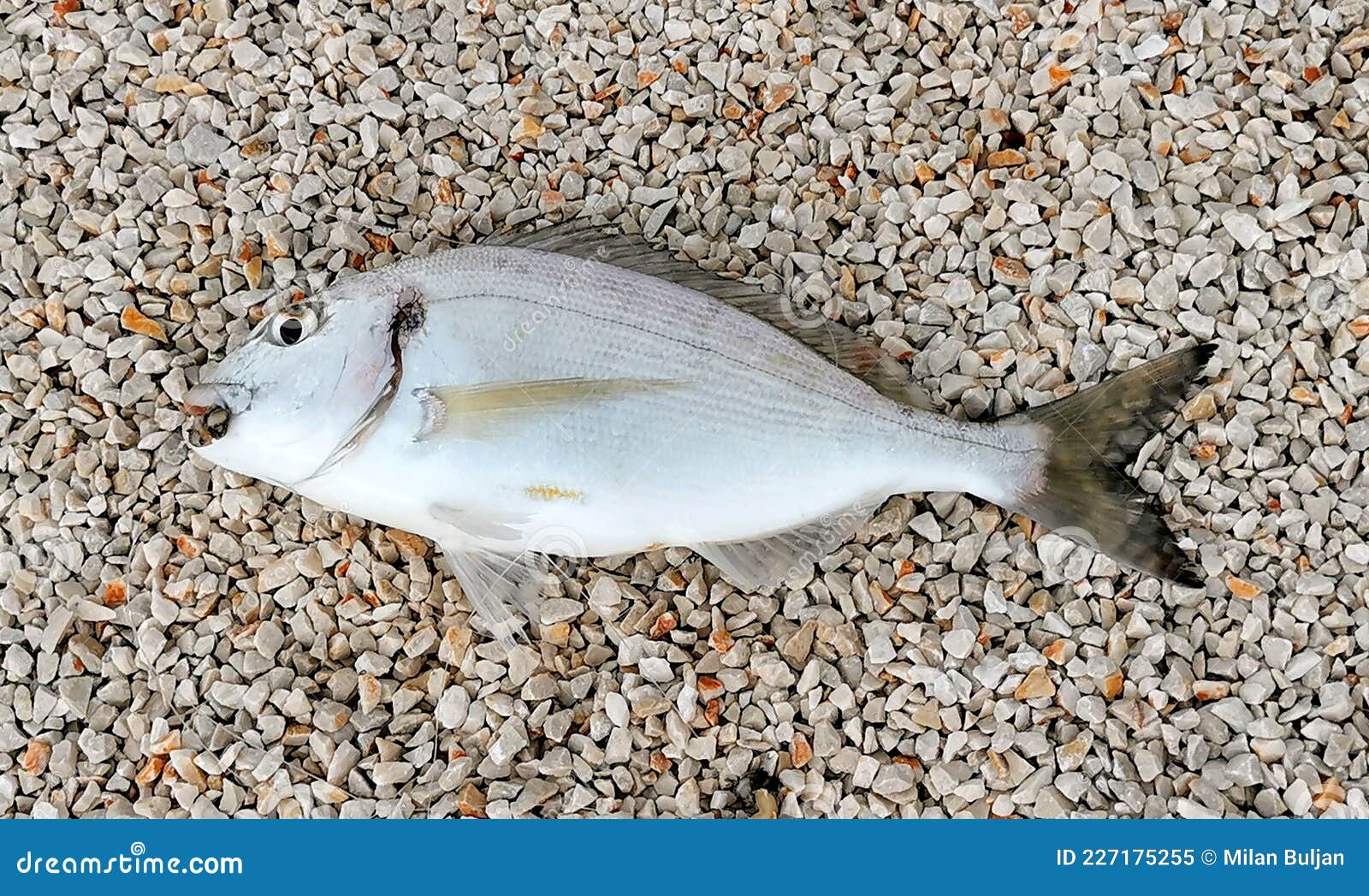 Just Caught a Fish on the Beach Stock Image - Image of fish, domestic ...