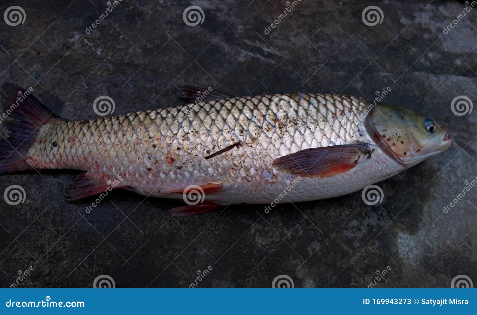 A Just Caught Grass Carp Fish Lying on a Polished Concrete Surface ...
