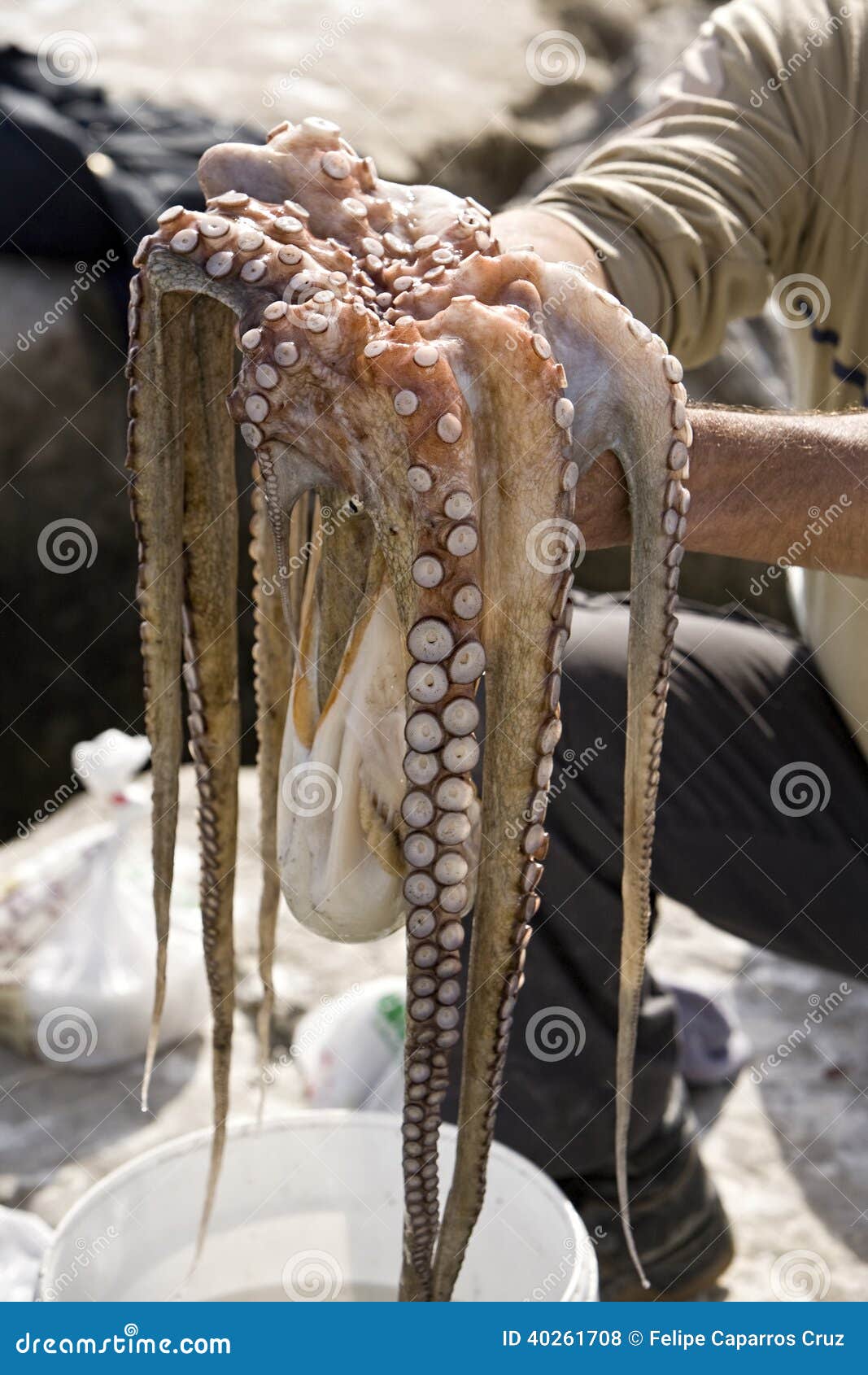 Just the Caught Octopus in Hands Stock Photo - Image of shiny, blue ...