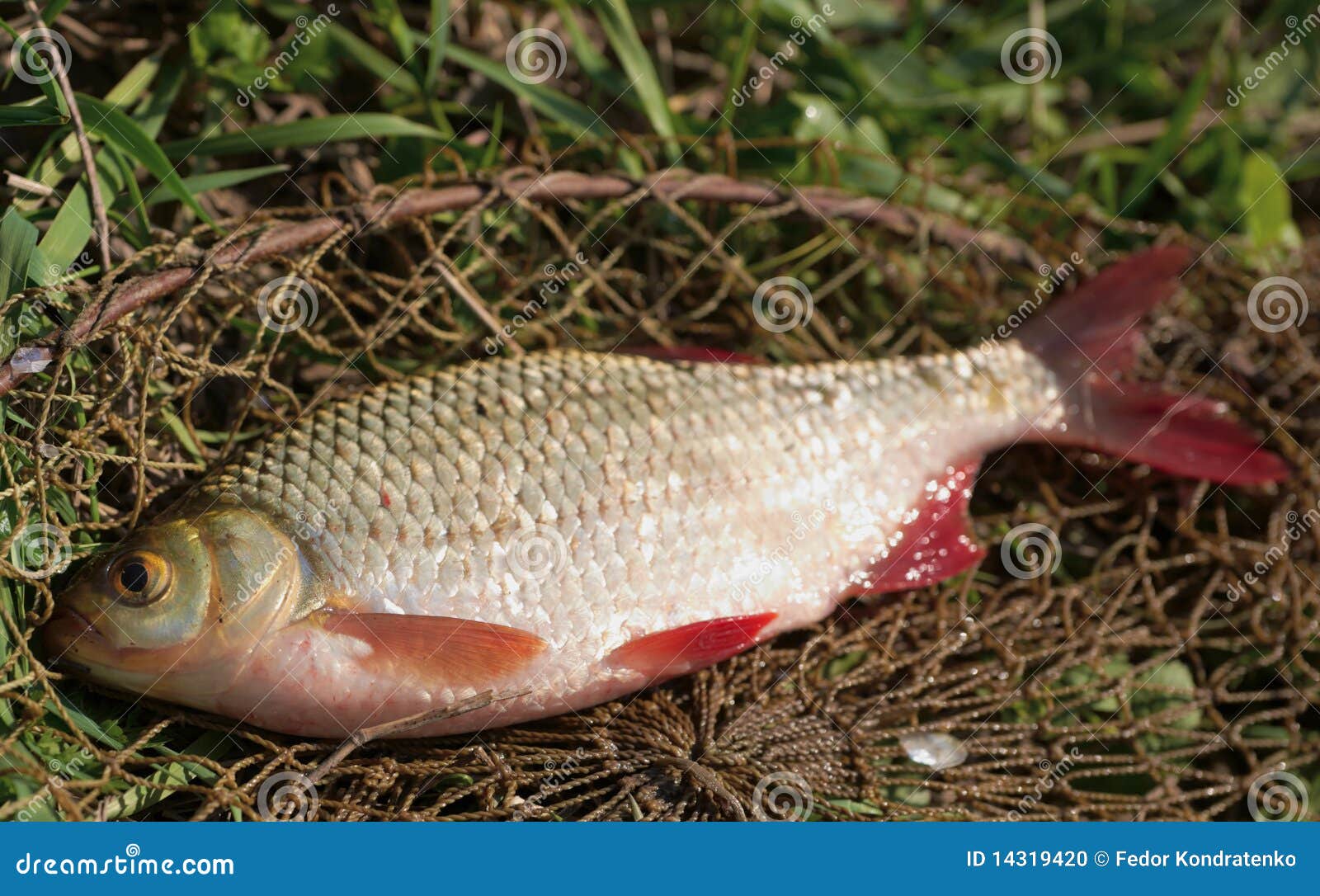 Just Caught Rudd Lying on Fishing Net Stock Photo - Image of seafood ...