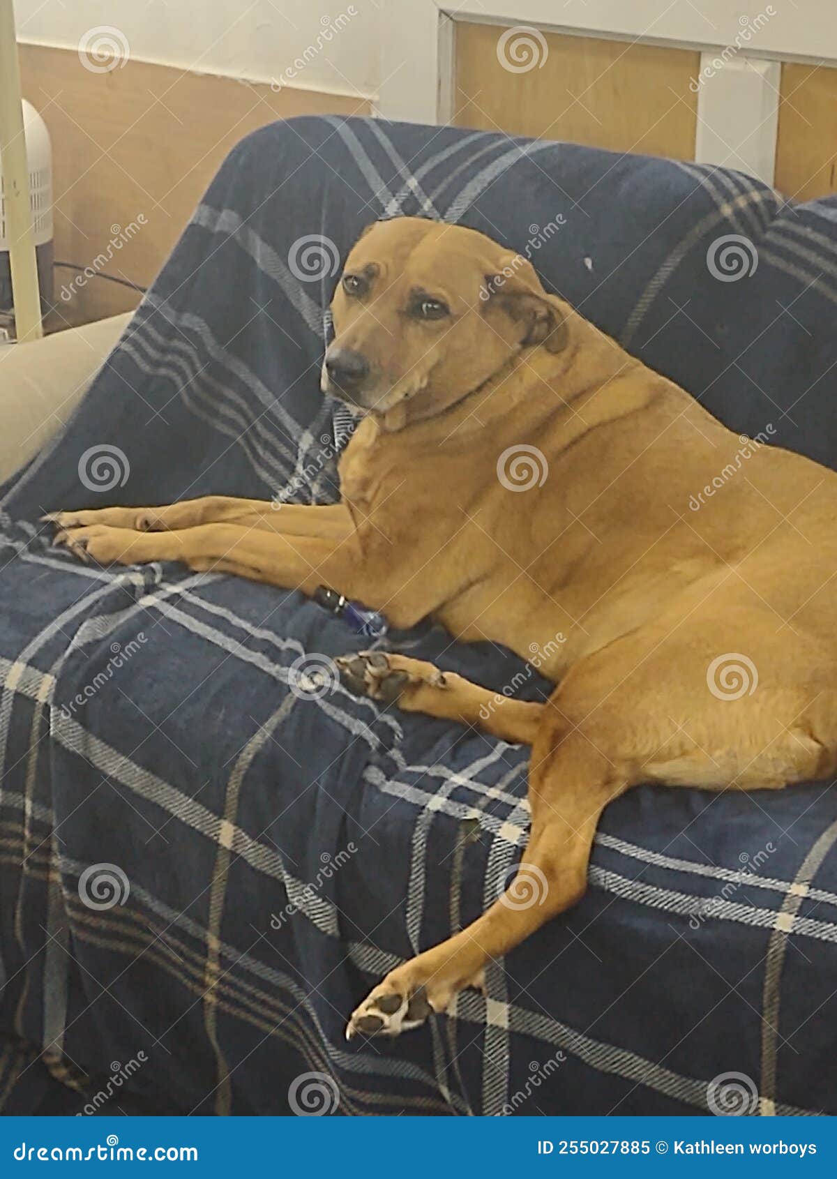 Just chilling relaxing stock image. Image of relaxing - 255027885