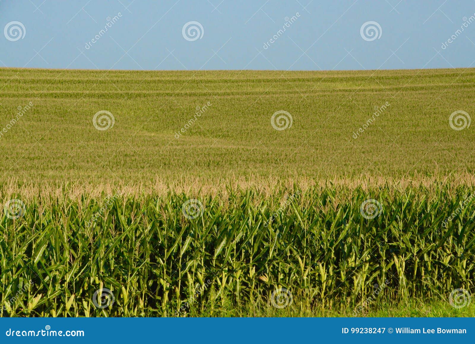 422 Rolling Cornfield Stock Photos - Free & Royalty-Free Stock Photos ...