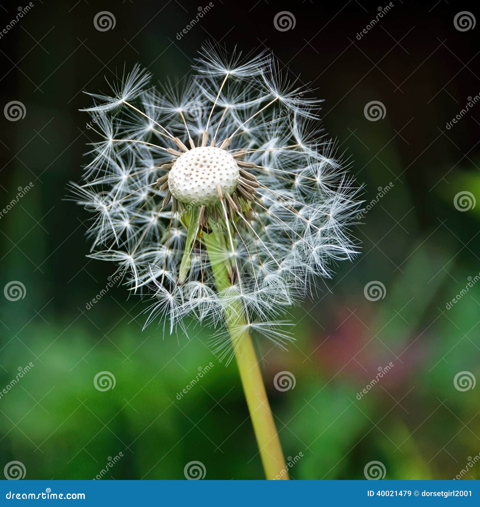 Just a Dandy stock image. Image of seeds, dandy, flower - 40021479