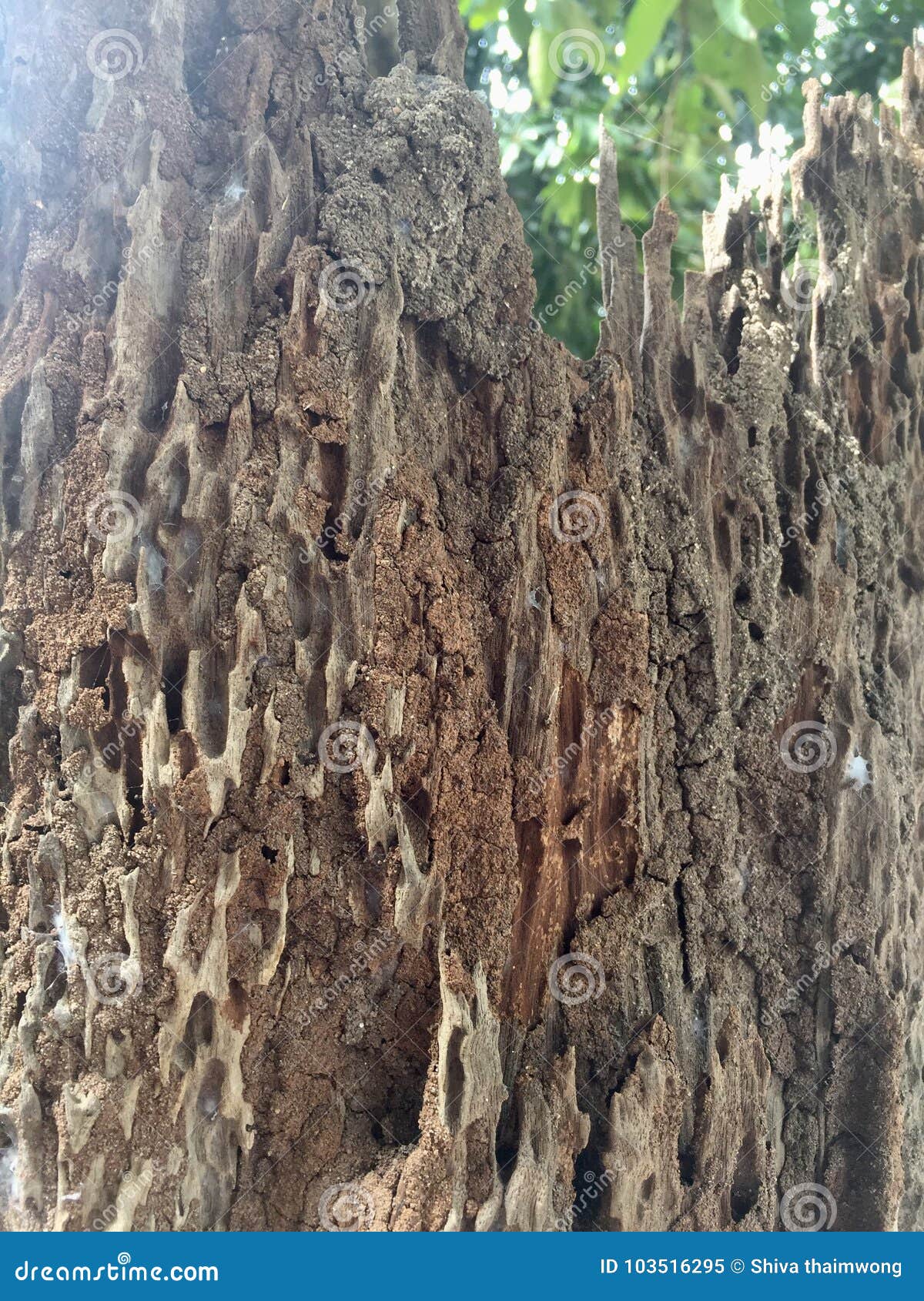 Old Wood , Dead Tree Texture Stock Image - Image of wood, tree: 103516295