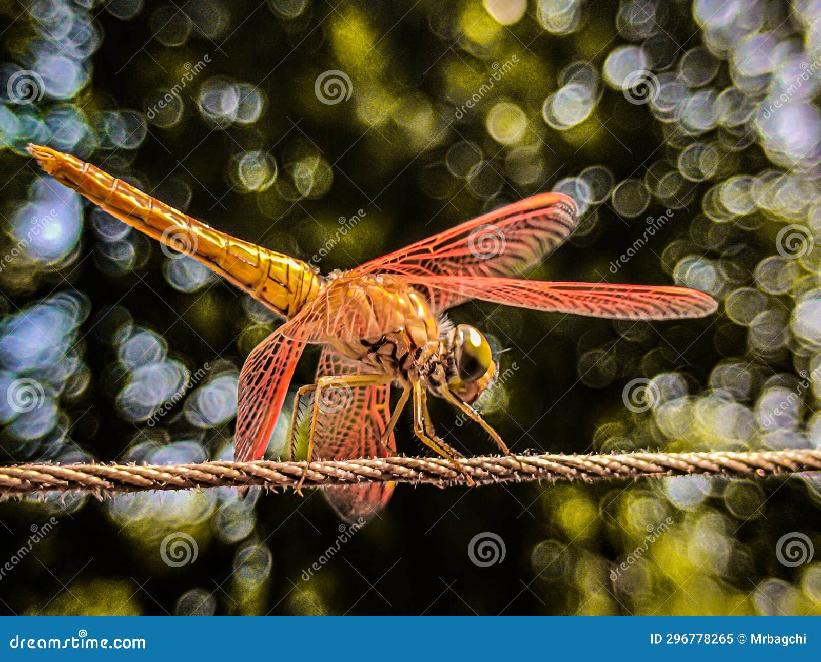 Just the Dragonfly Was Sitting on a Rope Stock Image - Image of ...
